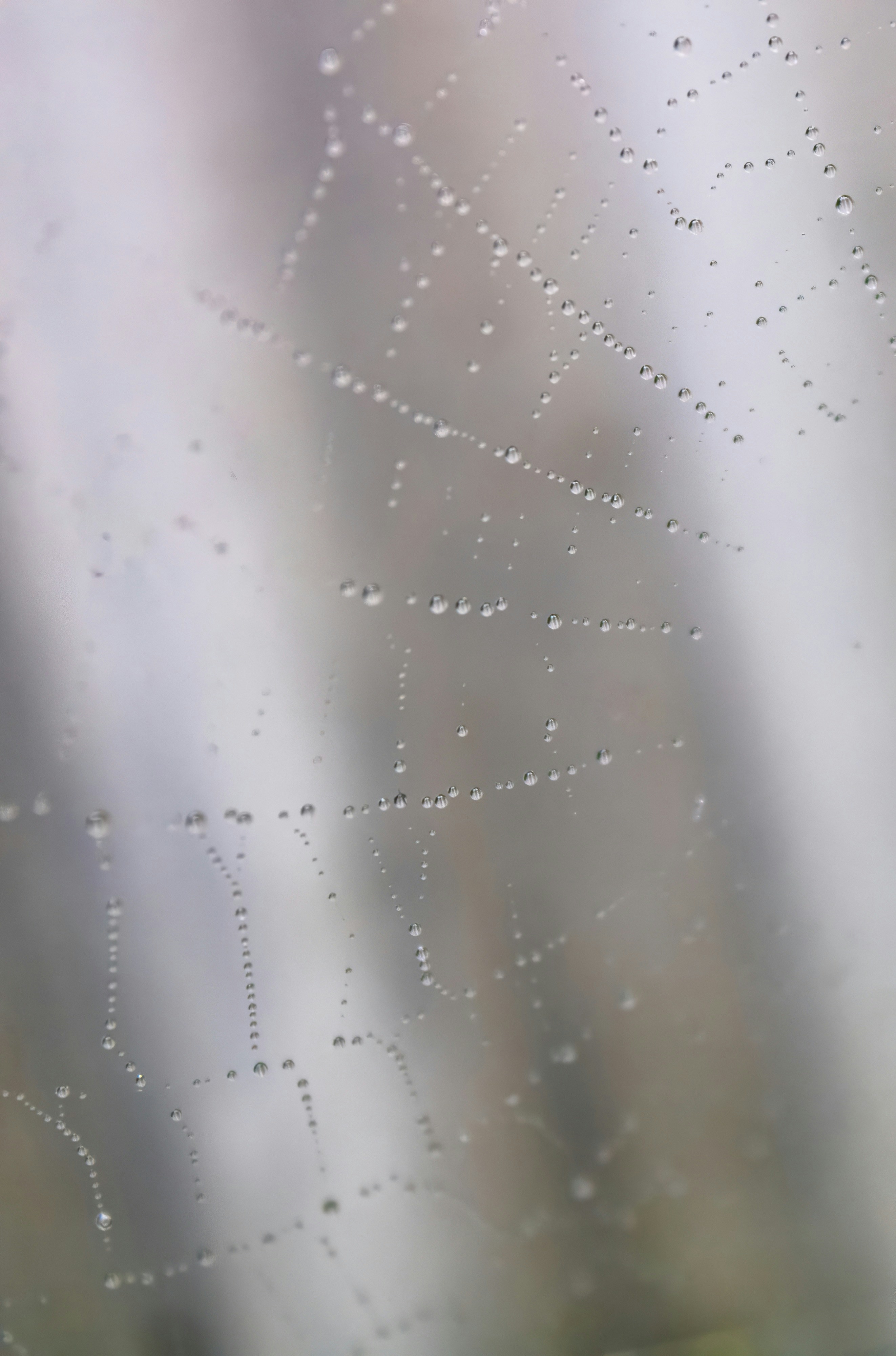 Close-up of dew-speckled spiderweb strands on a translucent pane with soft, diffused background.