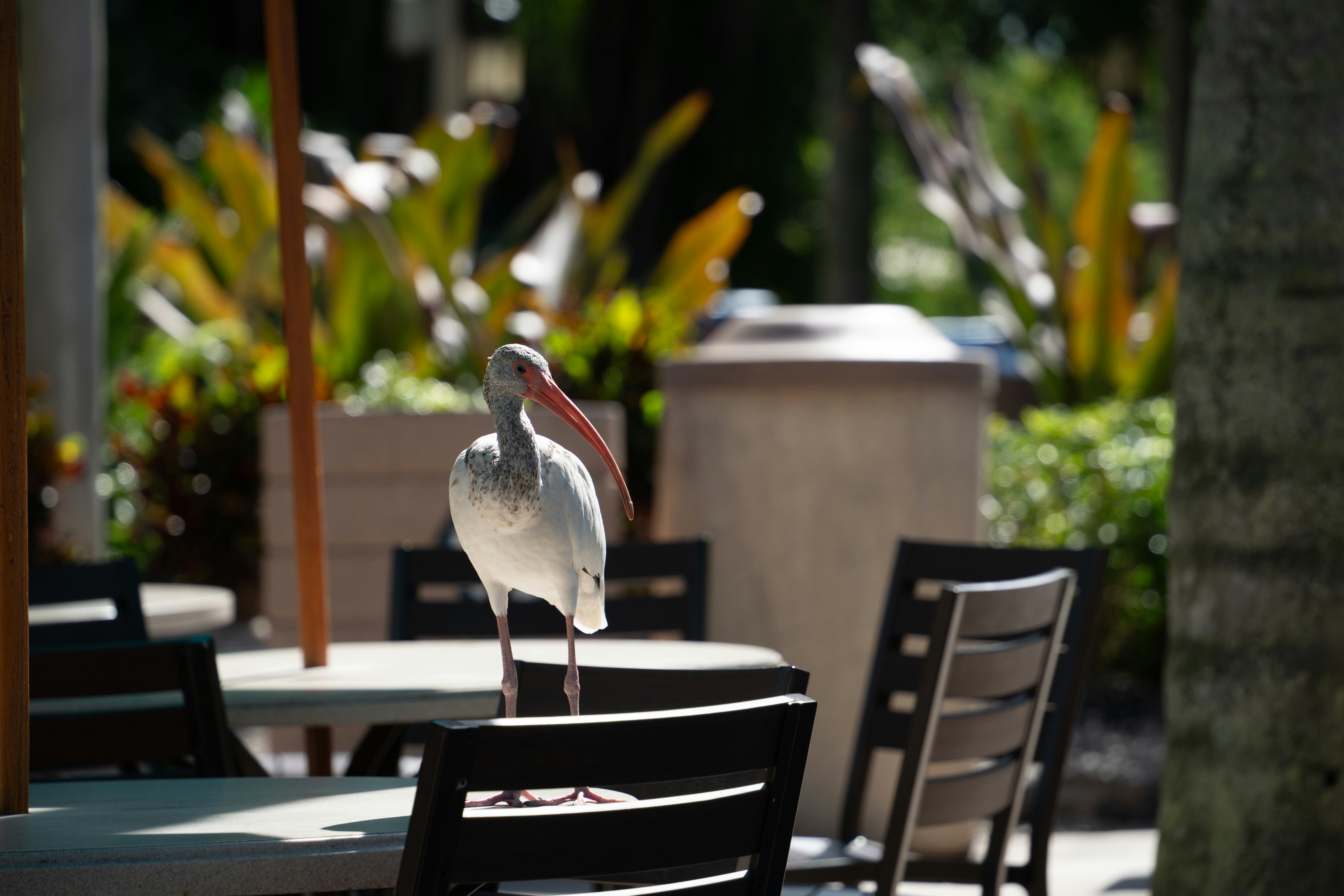 Lunch Break Stork: A Quiet Moment Among Table Shadows