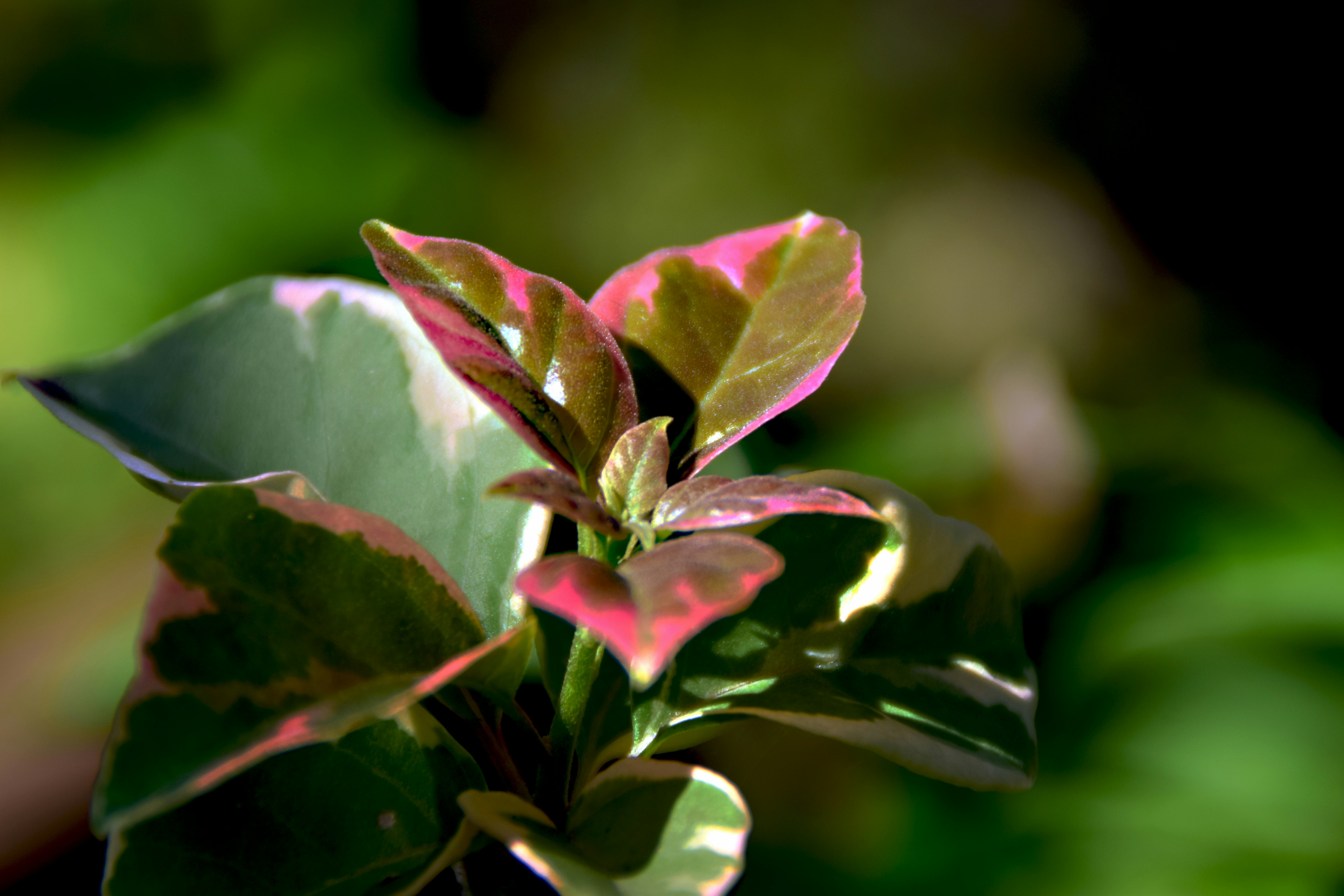 Pink-edged foliage catching sunlight in a shallow depth of field