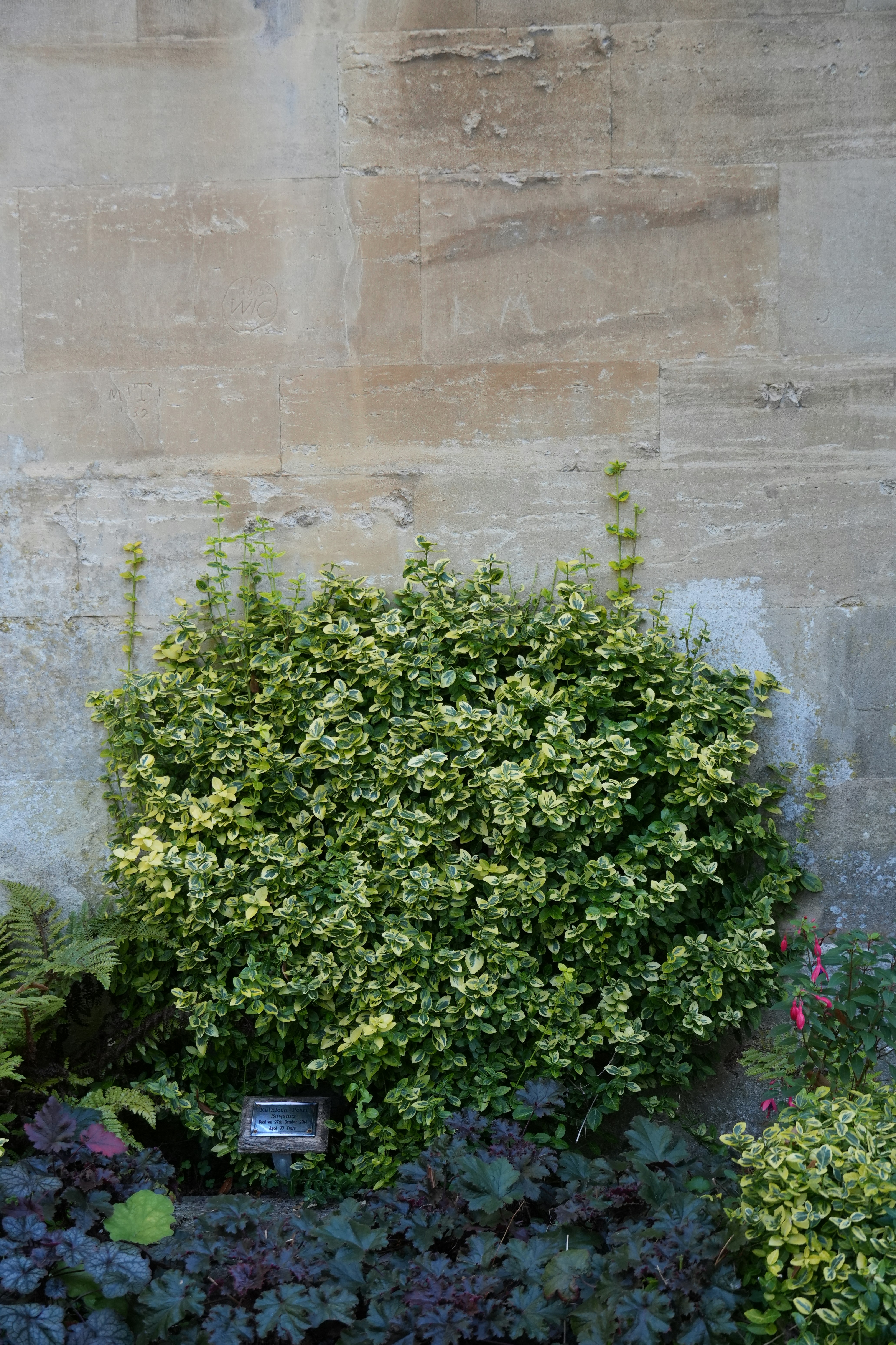 Dense variegated hedge dominates the center against a weathered stone wall; lower border features assorted leafy plants and a small landscape spotlight. A compact garden bed with a mix of greens and hints of color sits at ground level.