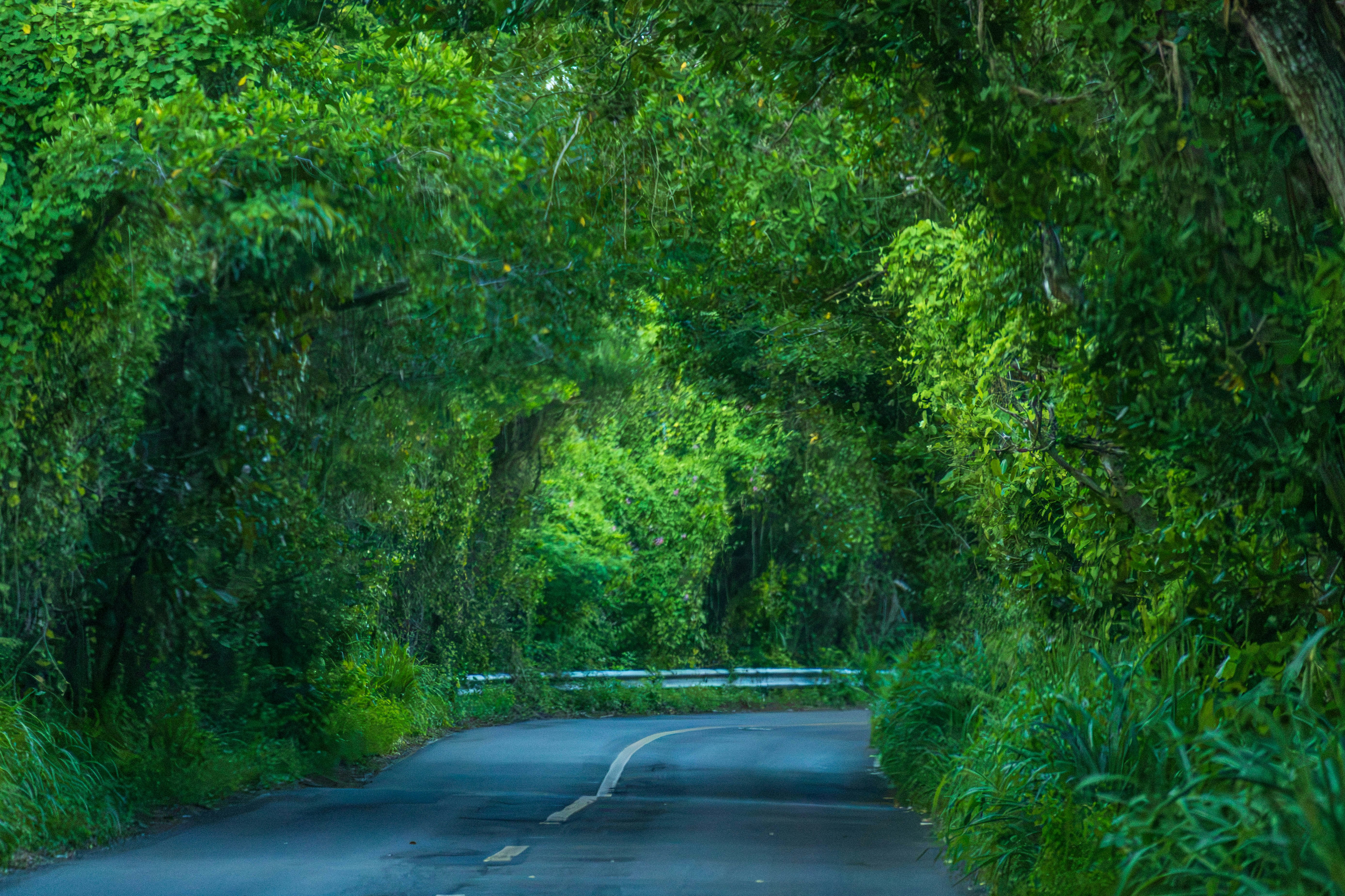 Winding road through lush green trees forming a natural tunnel, with soft dappled light and a distant barrier along the center; the scene emphasizes the quiet, secluded drive through dense vegetation. (Nature photograph).