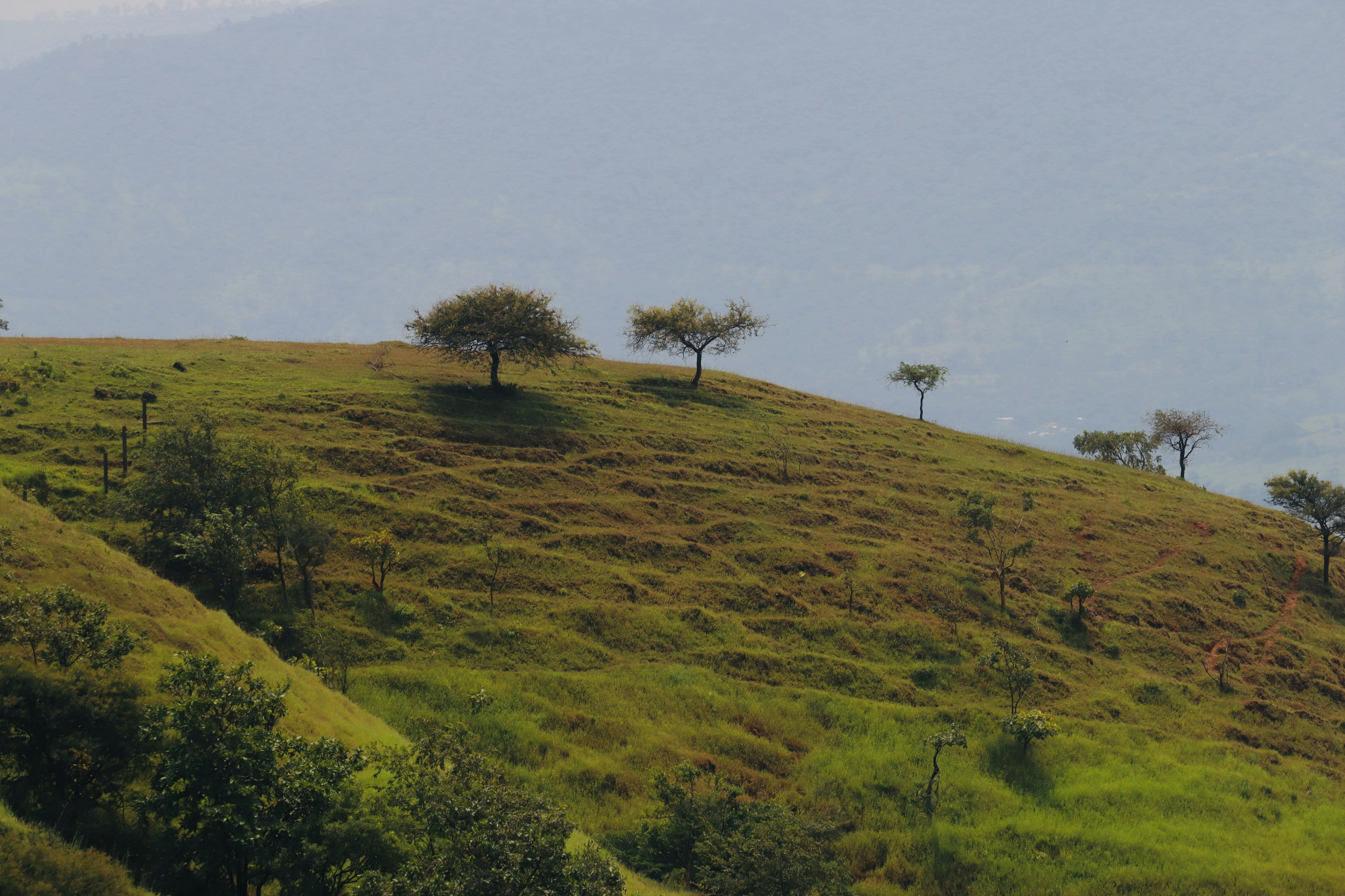 Untouched Hilltop: Three Trees Standing Guard