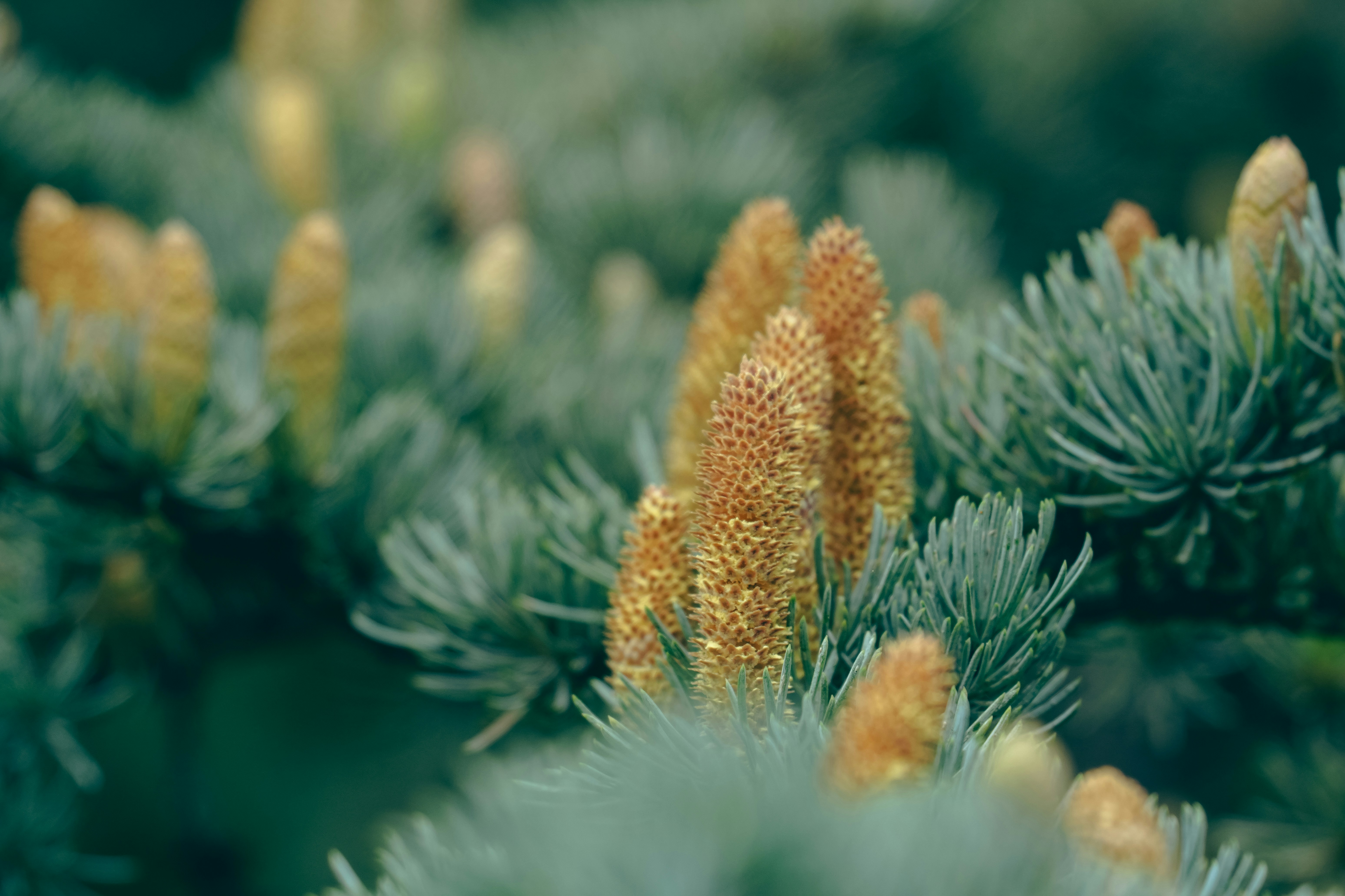 Golden Pinecone Buds Rising Through Bluish-green Foliage