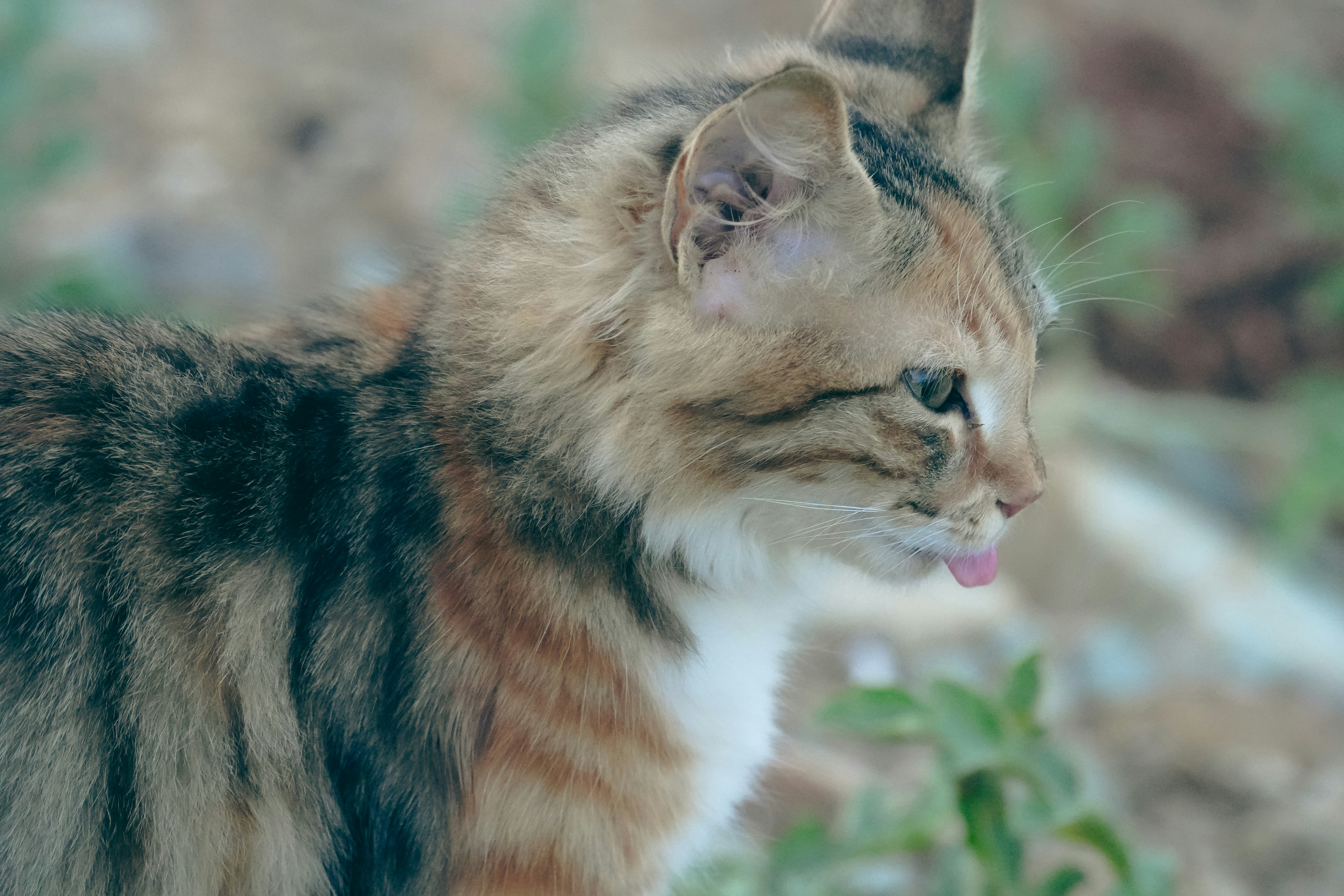 Close-up of a curious cat with a delicate tongue peeking from a soft, blurred background