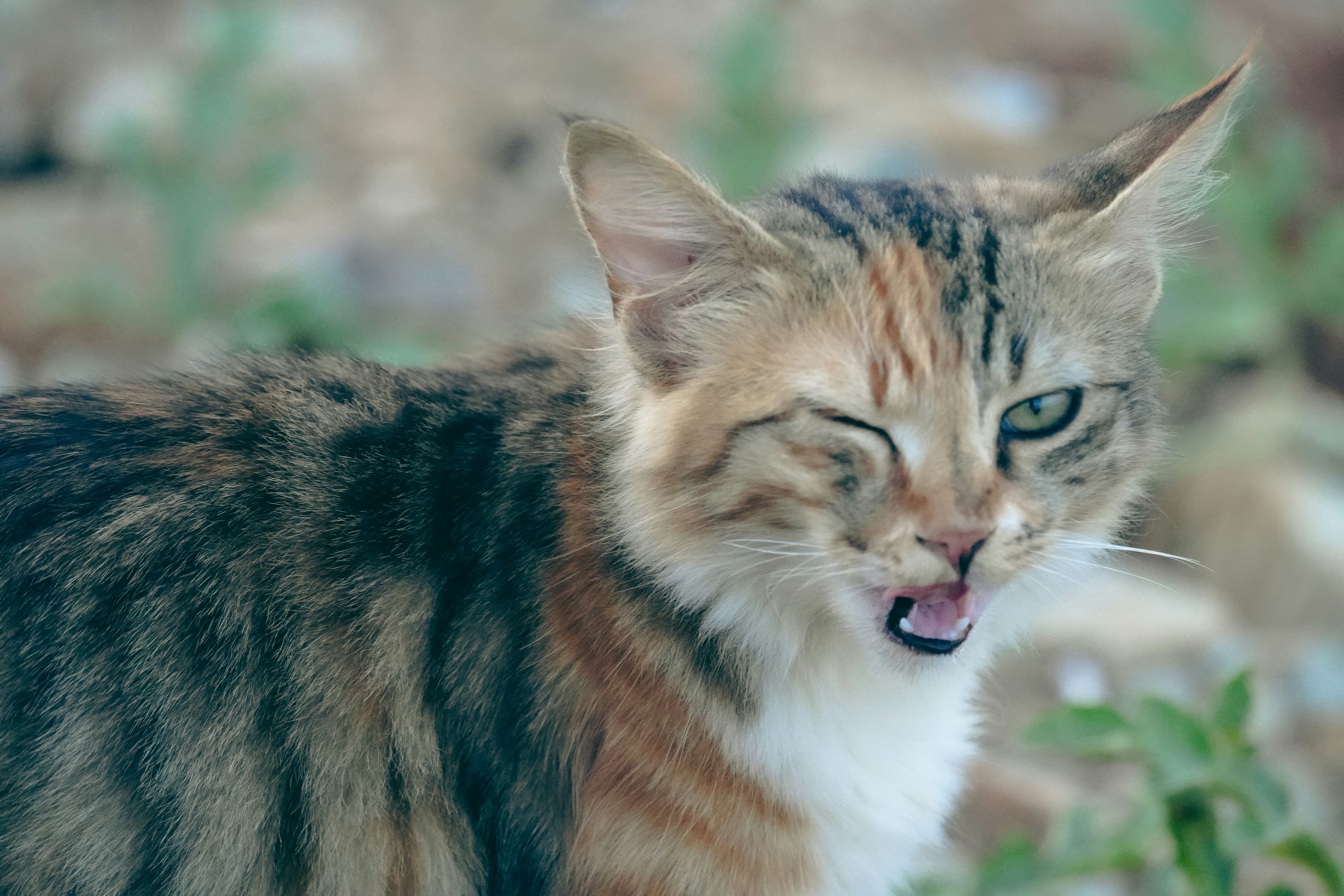 Cat in a Moment of Cheeky Expression