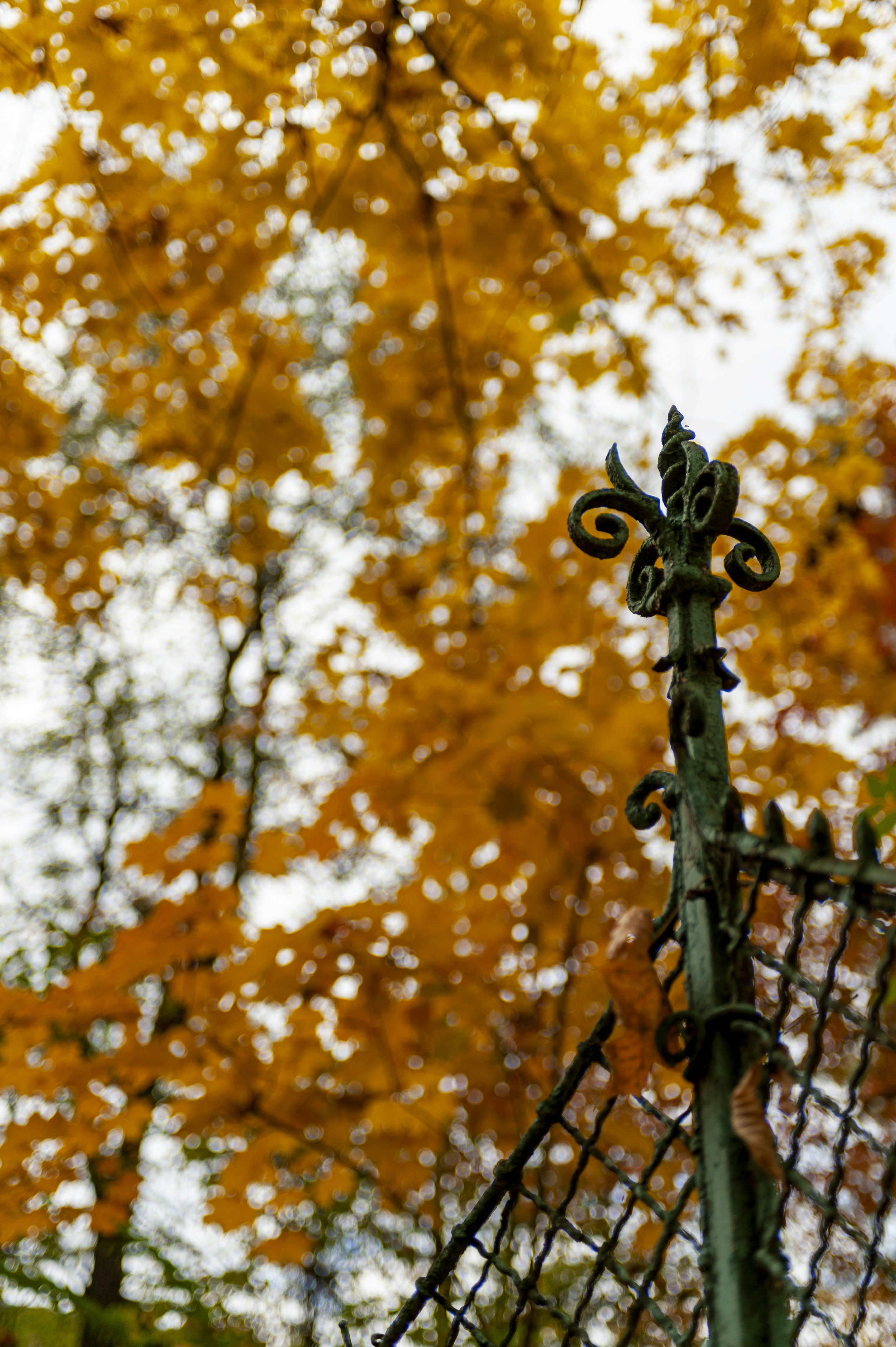 Autumn Ironwork: A Frosted Fence Among Golden Canopies