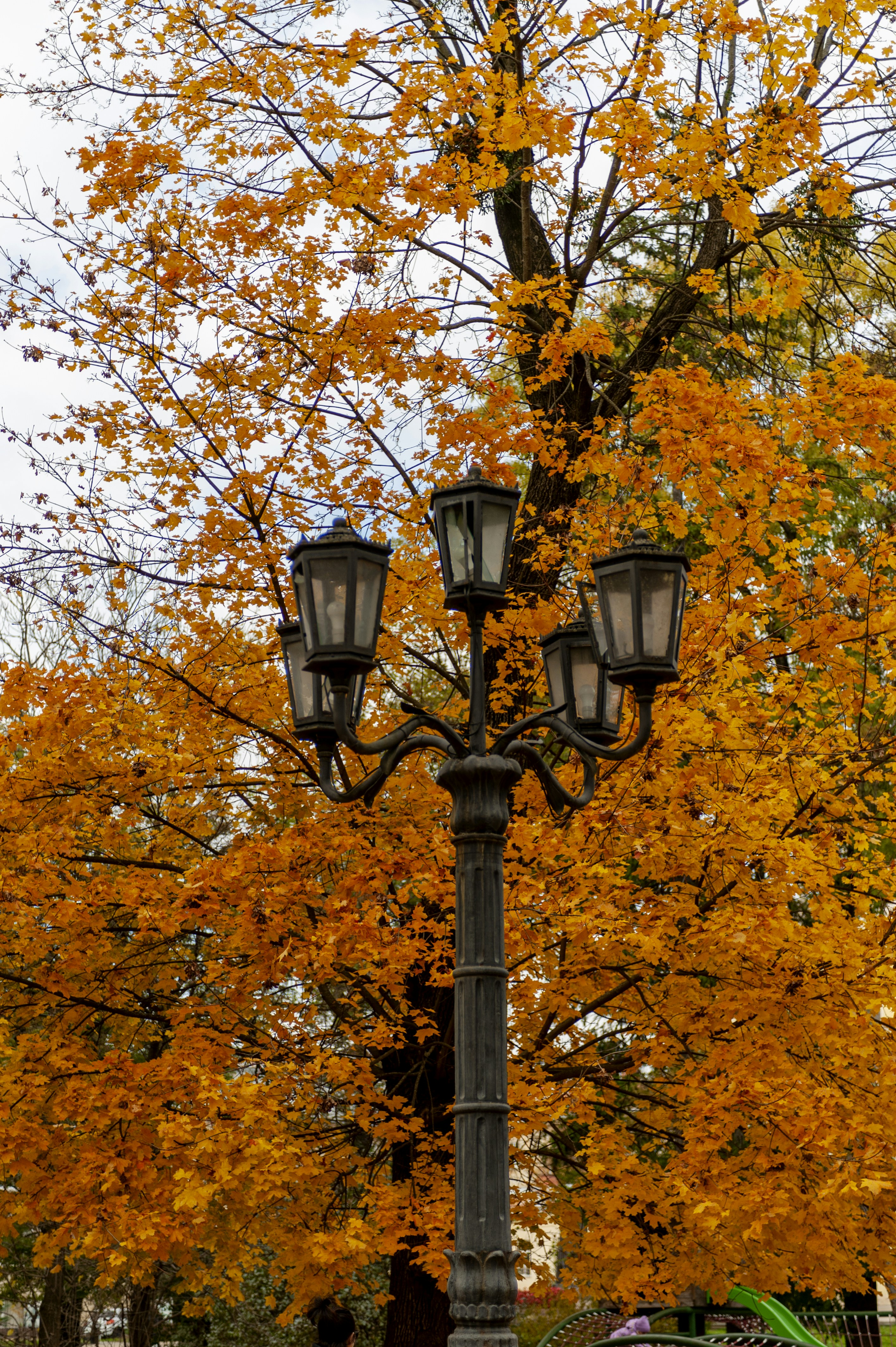 Autumn Lanterns: A Lamppost Framed by Golden Willow Leaves