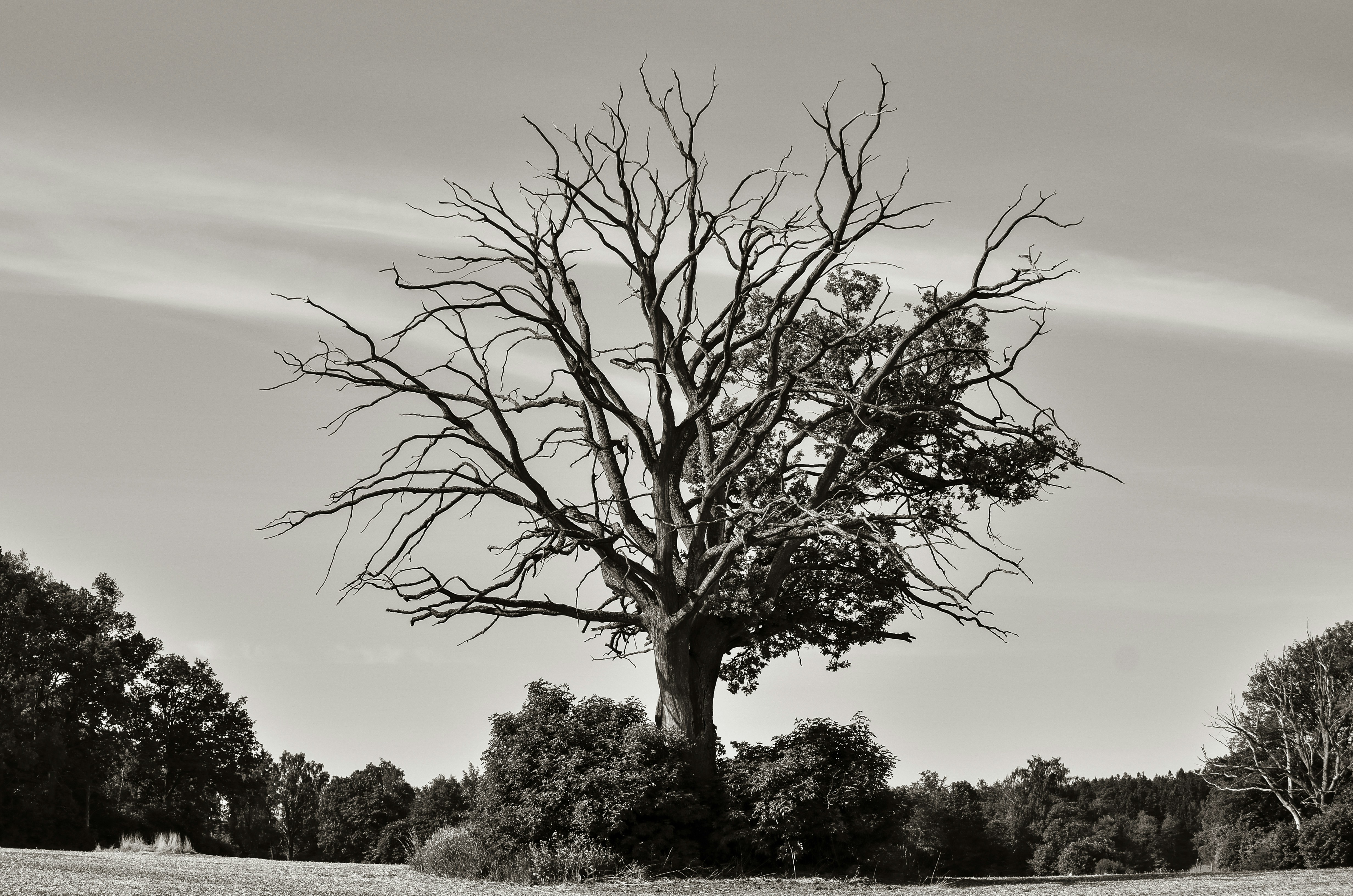 Silent Sentinel: A Lone Tree Reaches Into a Wide Sky