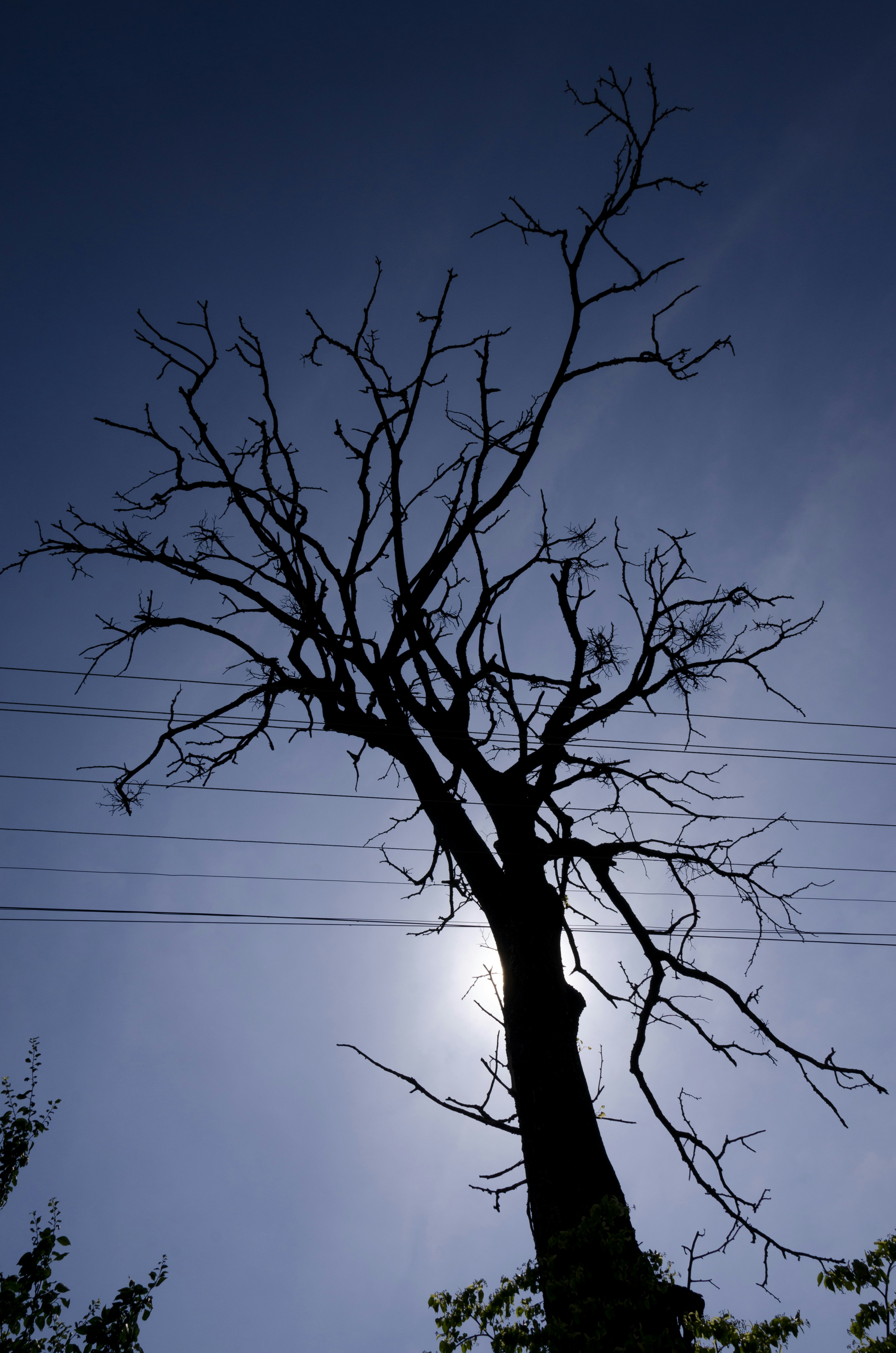 Silhouette Sentinel: A Bare Tree Reaches Toward a Dawnlit Sky