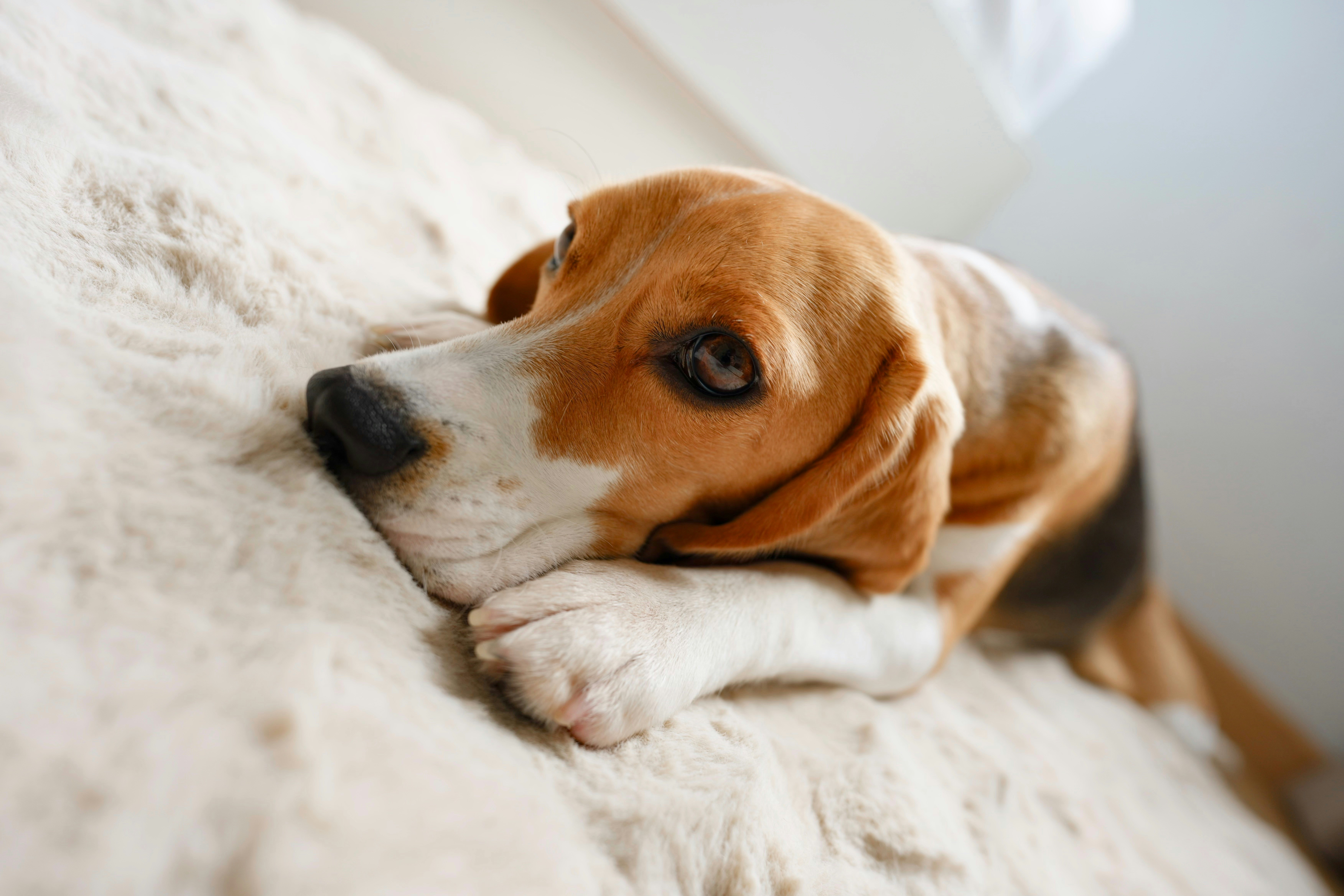 Cozy repose: a beagle resting on a plush bed