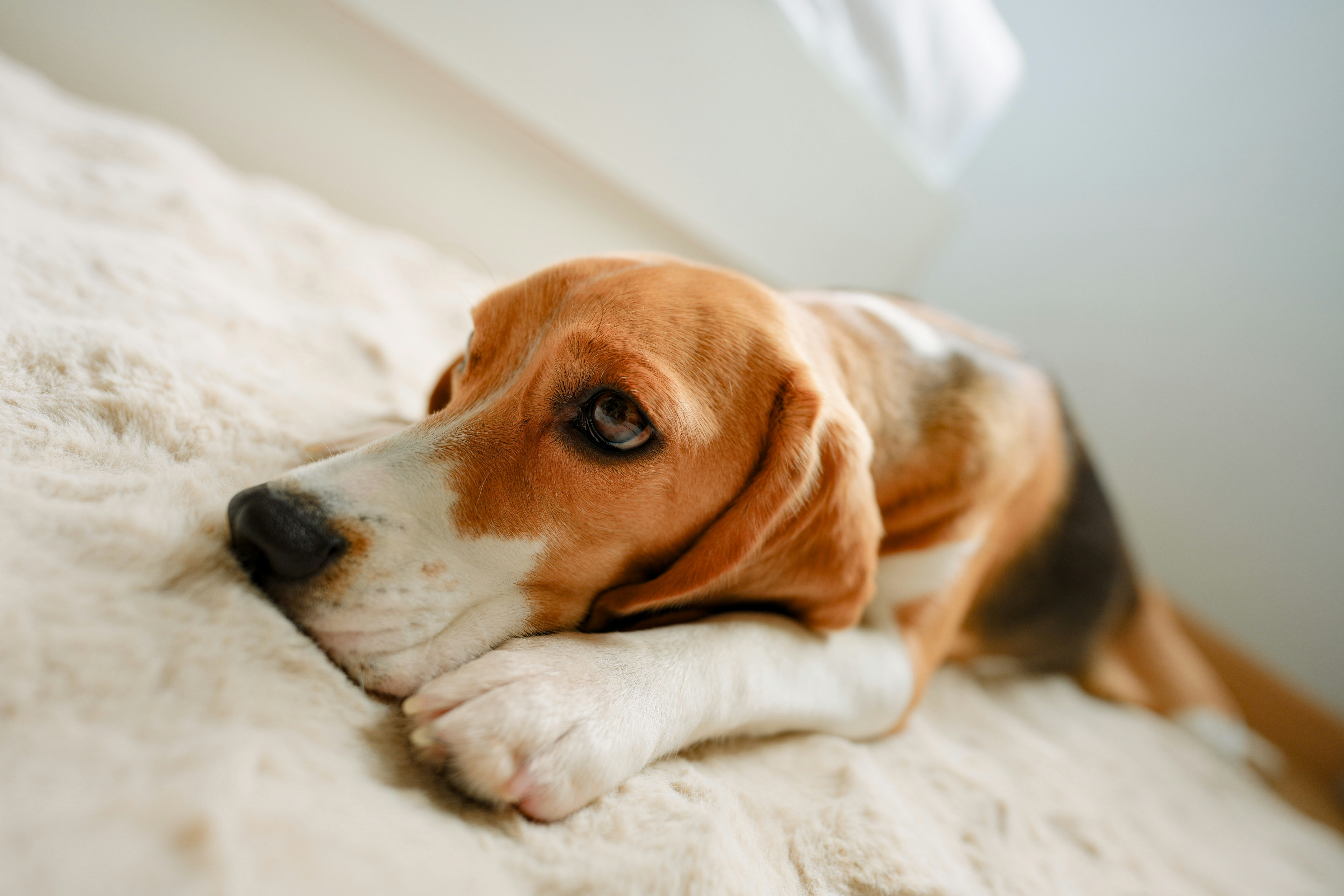 Cozy Beagle Resting on a Plush Blanket