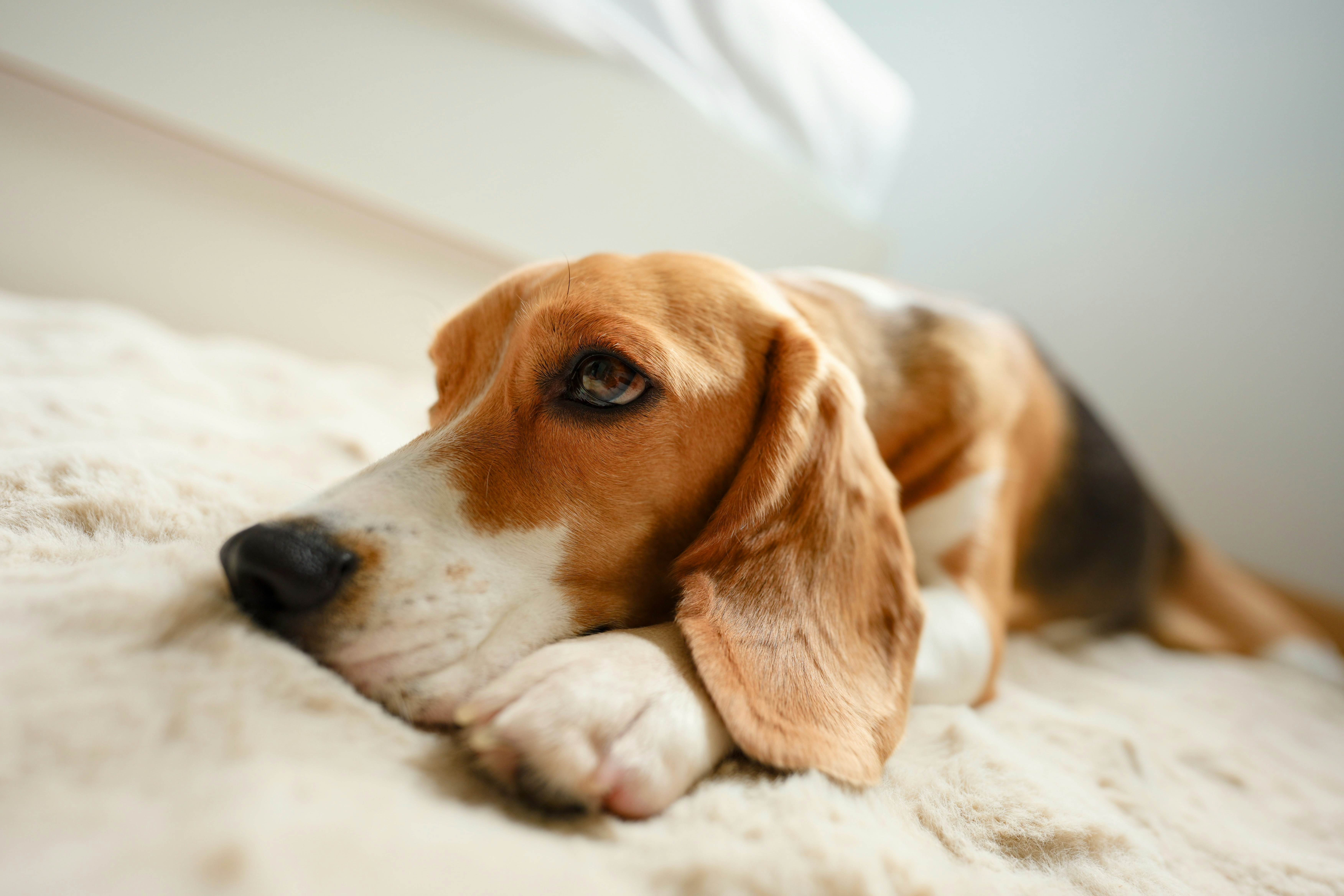 Cozy Solace: A Beagle Resting on Plush White