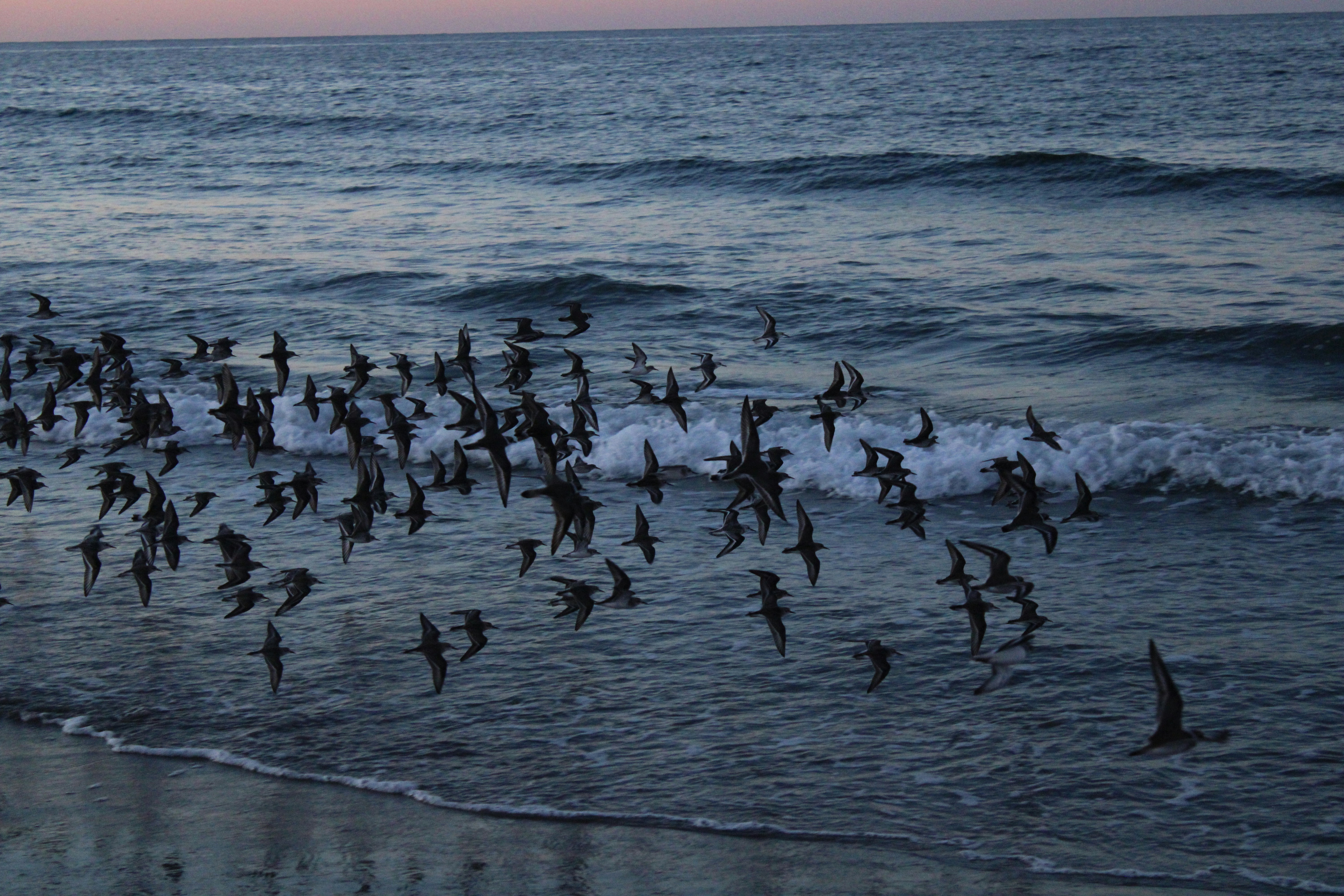 A flock of seabirds explodes across the shoreline as waves roll in at dusk, creating a dynamic silhouette against the ocean.