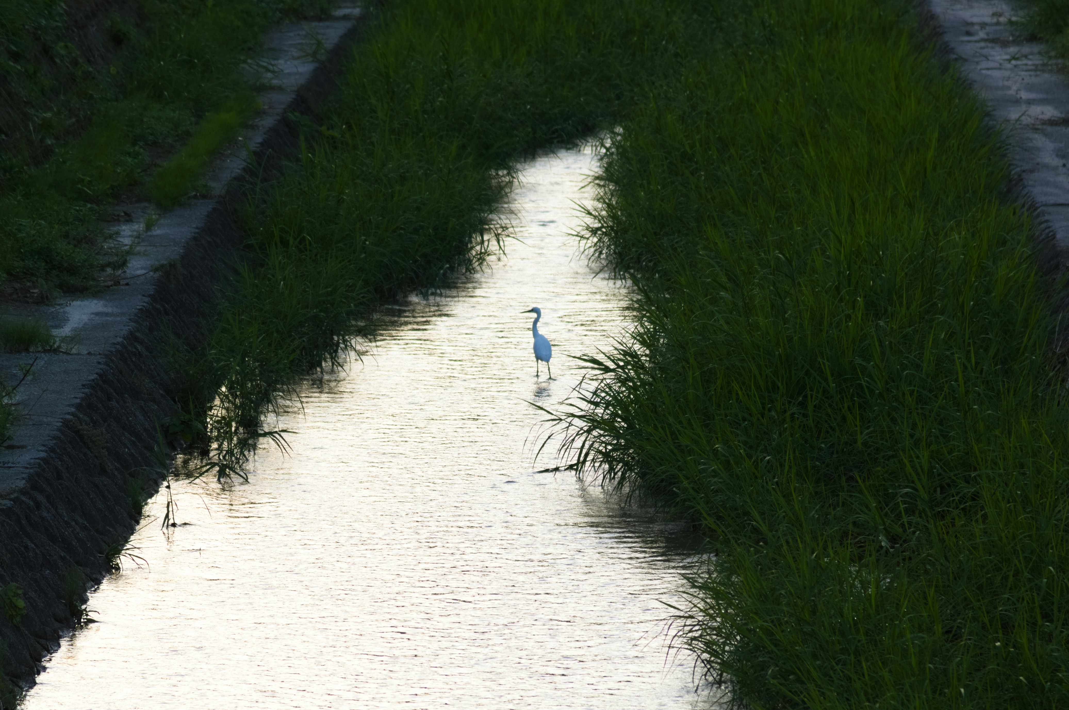 Heron in the Channel: A Quiet Midday Moment
