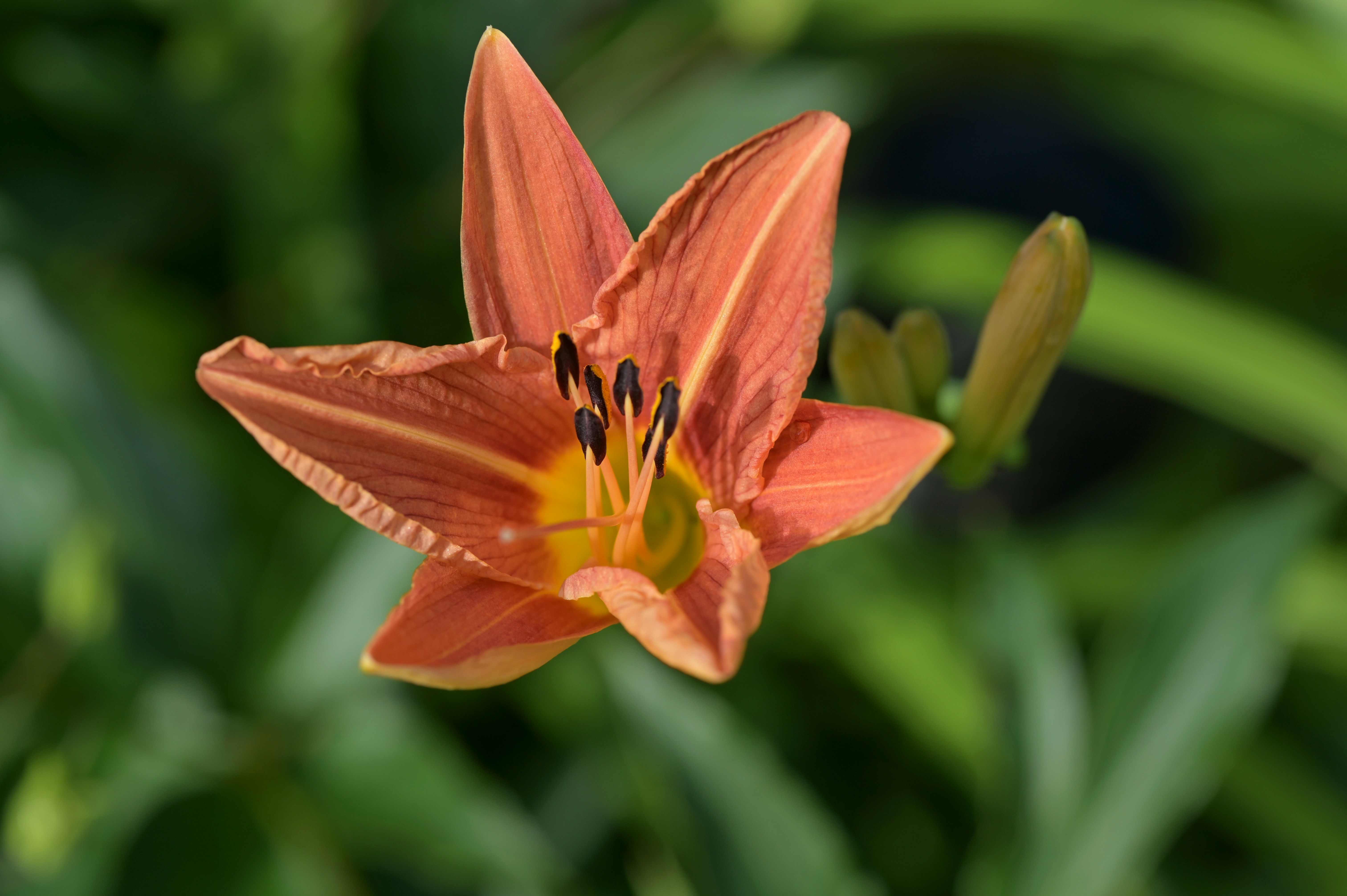 A coral-orange lily in sharp focus with a blurred green background, highlighting delicate petals and dark stamens.