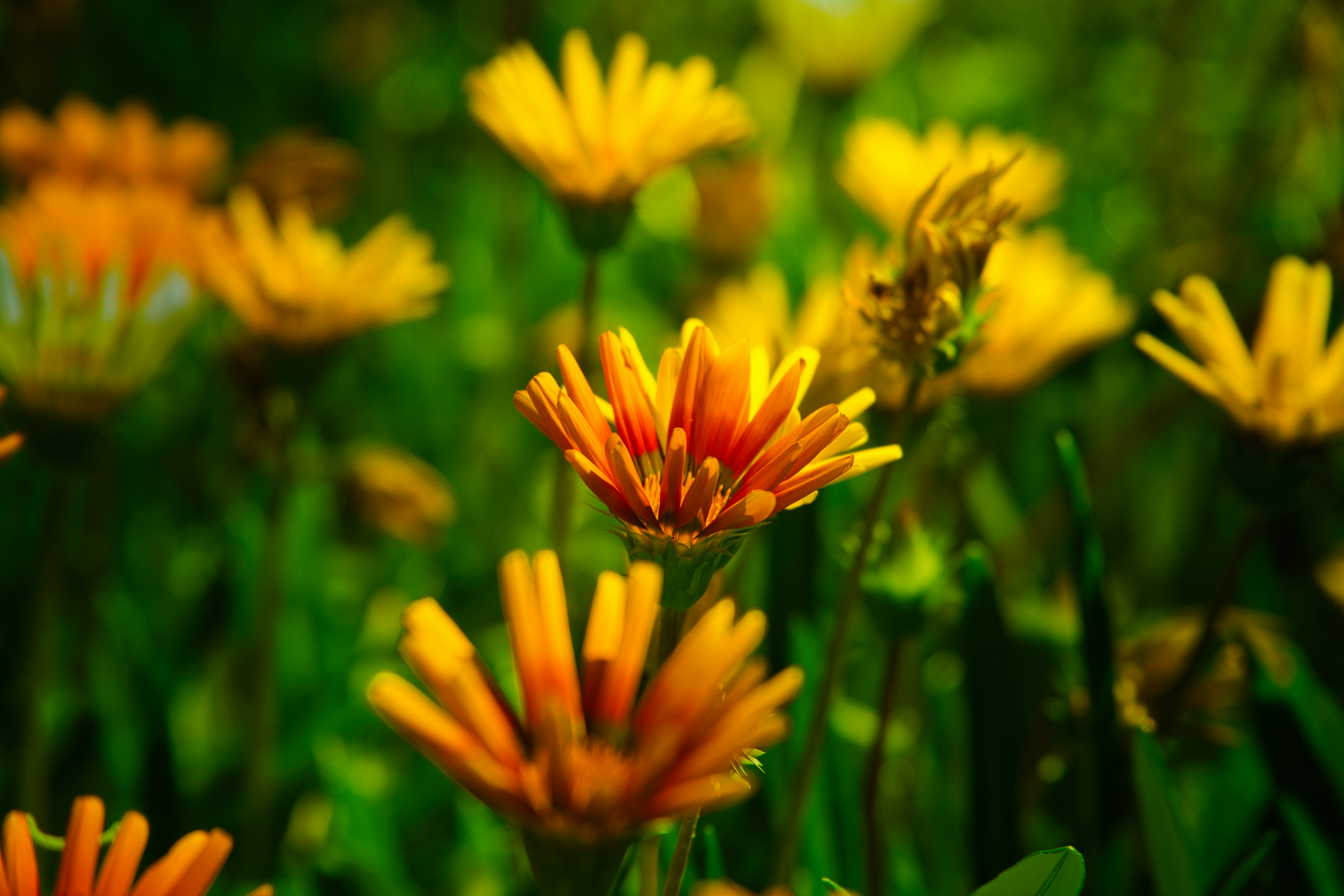 Close-Up Cosmos: An Orange Bloom Reaches Toward the Sun