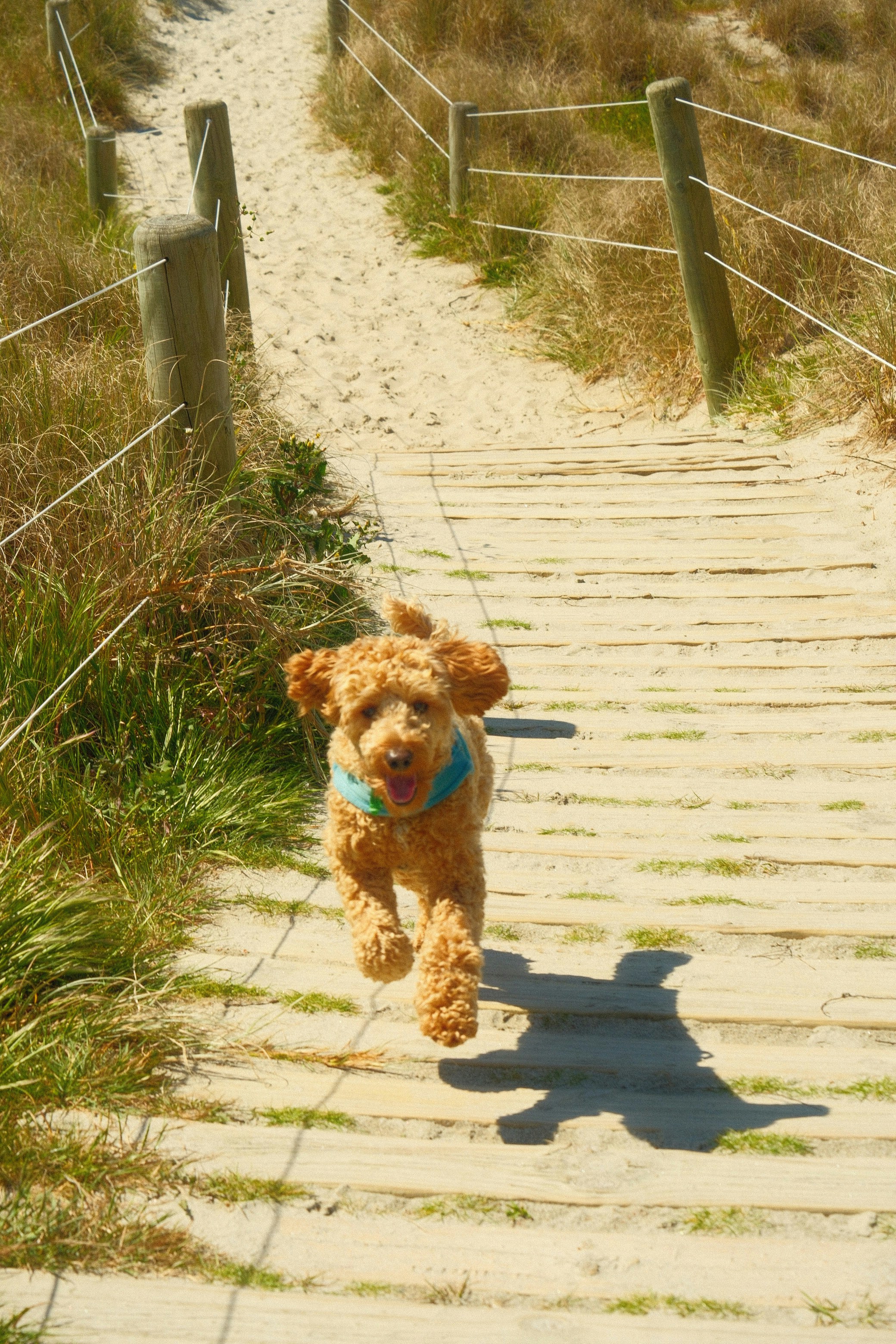 Golden Retriever Bound Through a Sandy Coastal Path