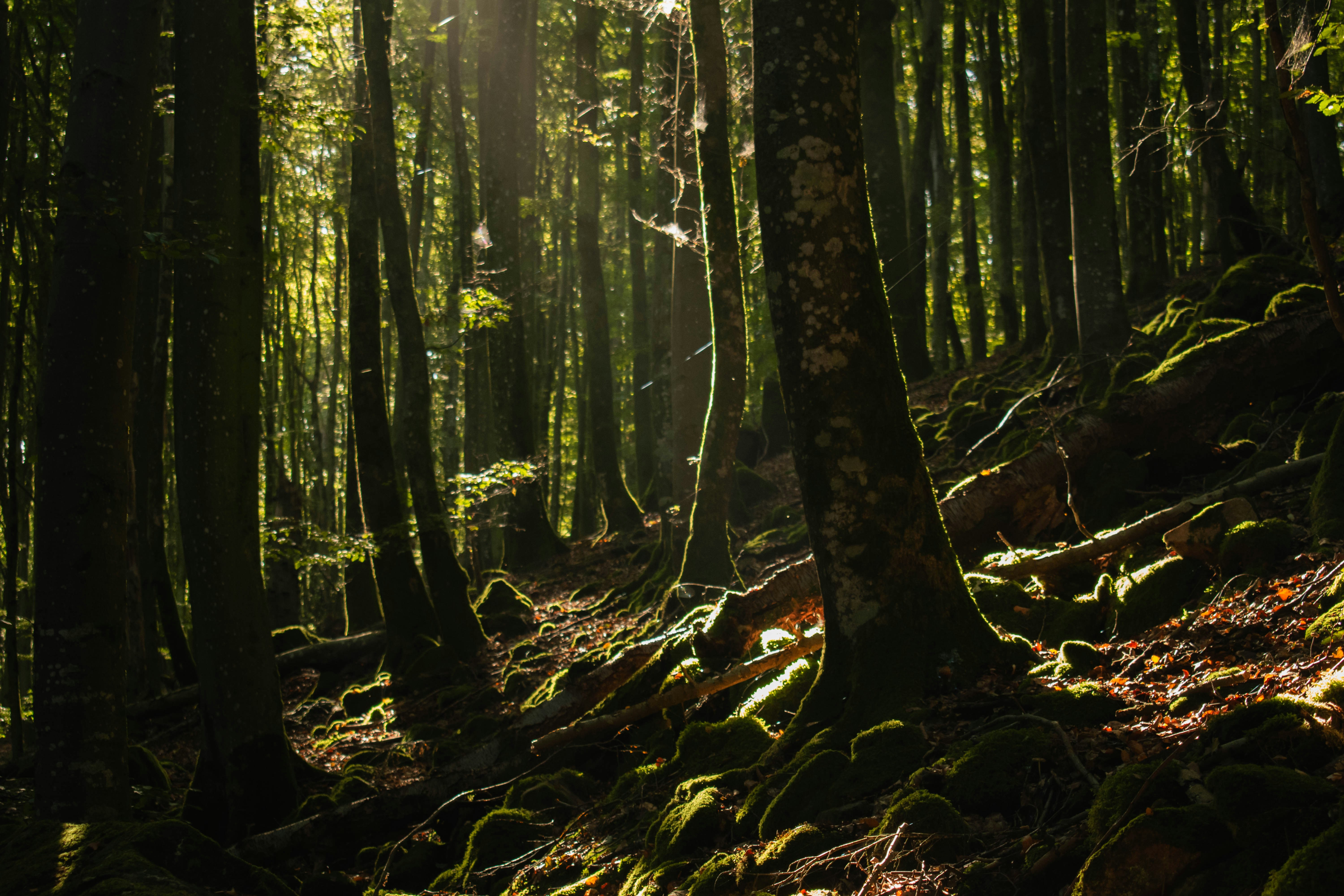 Sunlit Forest Passages: Moss, Trunks, and Quiet Elevations
