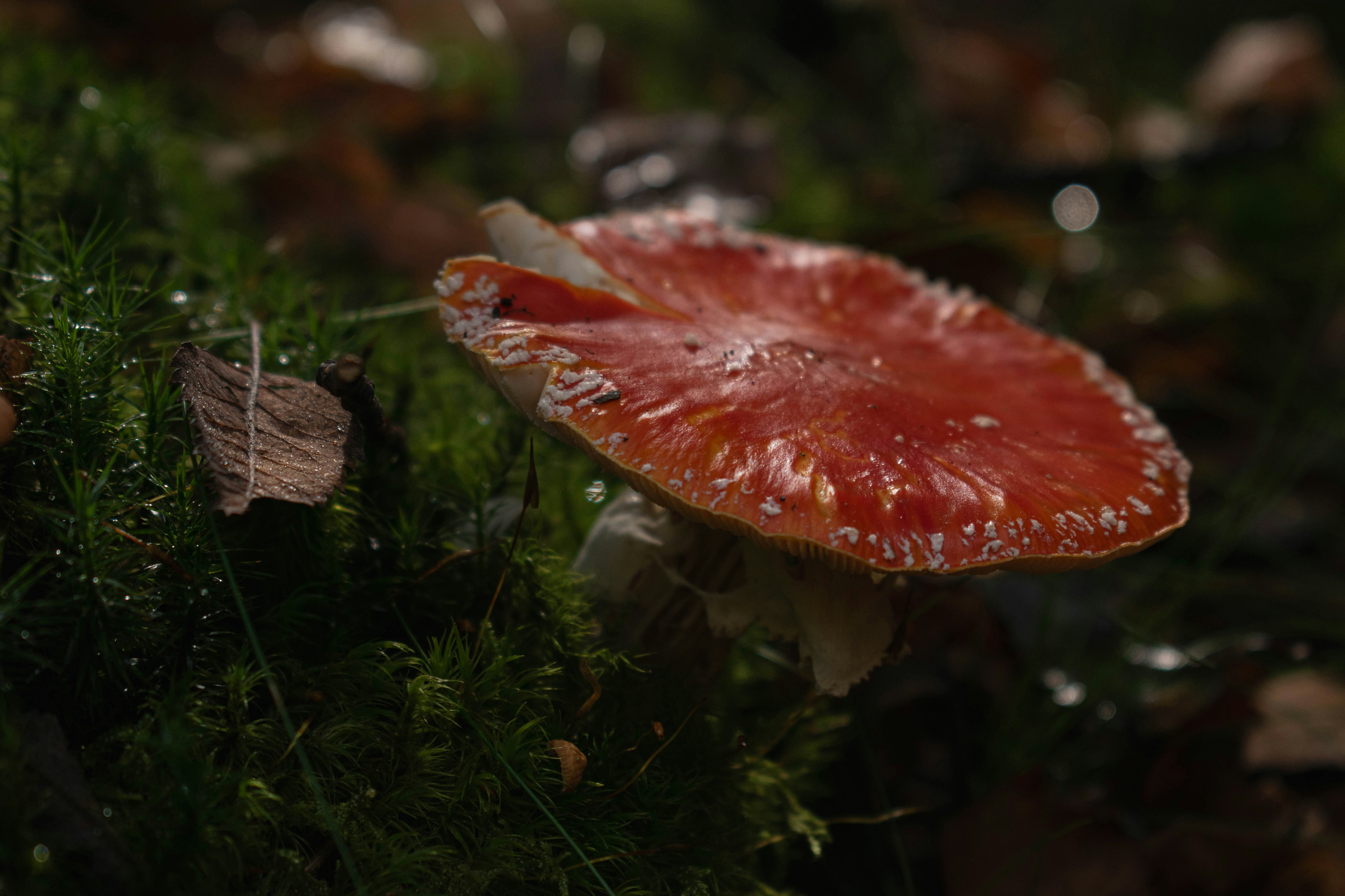 Crimson Cap in Quiet Dusk: A solitary mushroom under moss