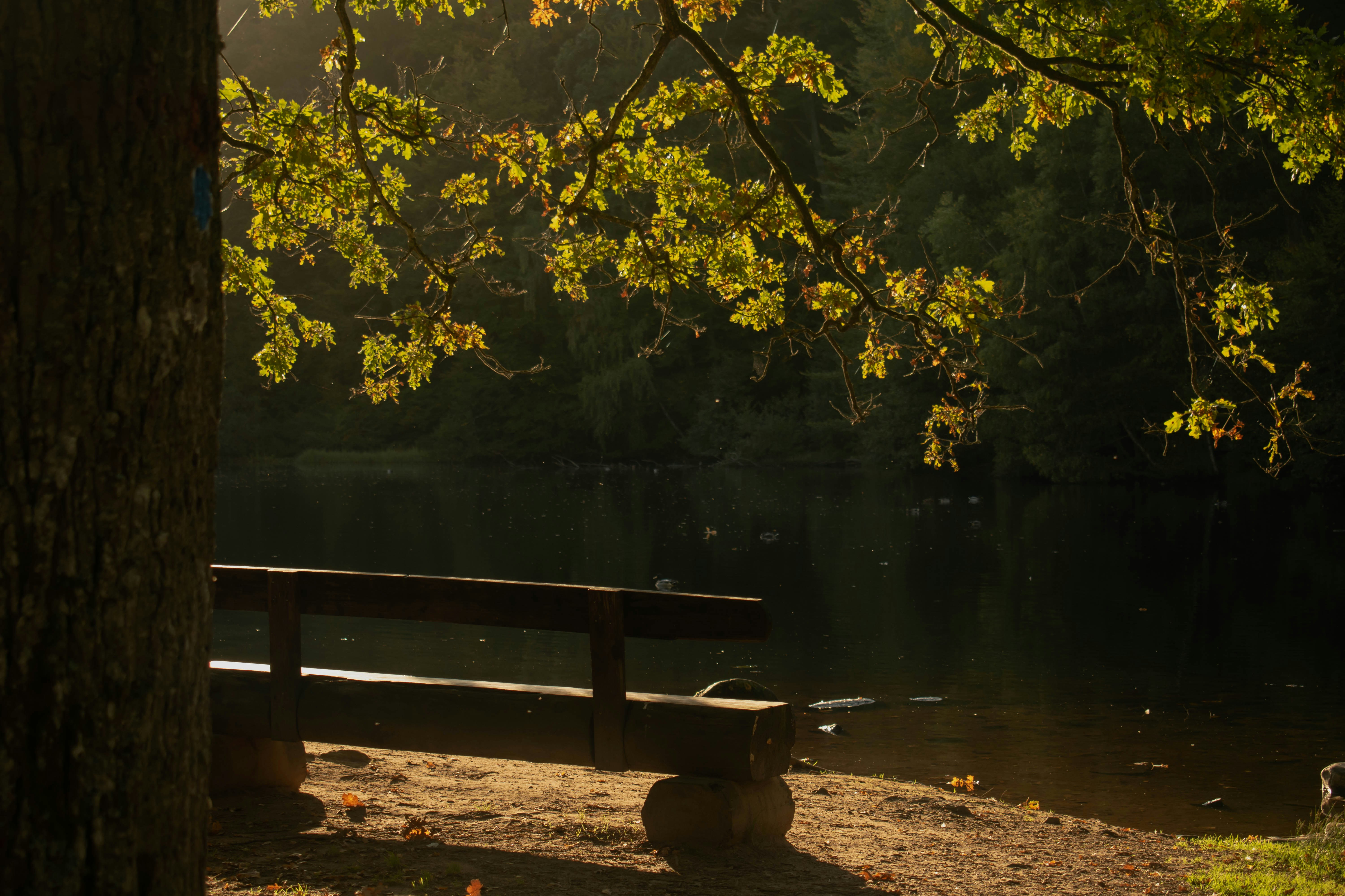 Sunlit Bench by the Quiet Lake