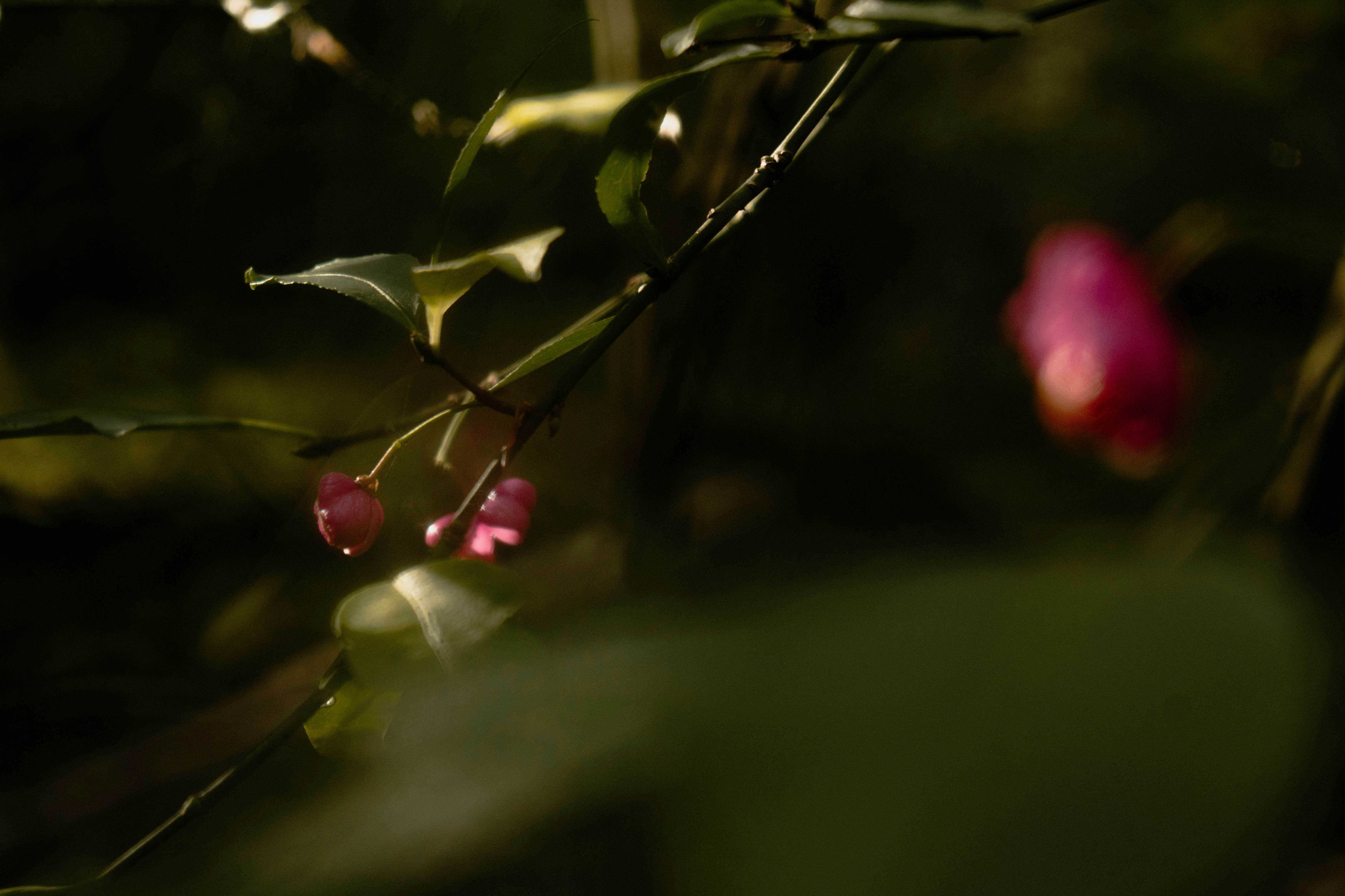 Pink Buds in a Quiet Garden Echoes of Spring