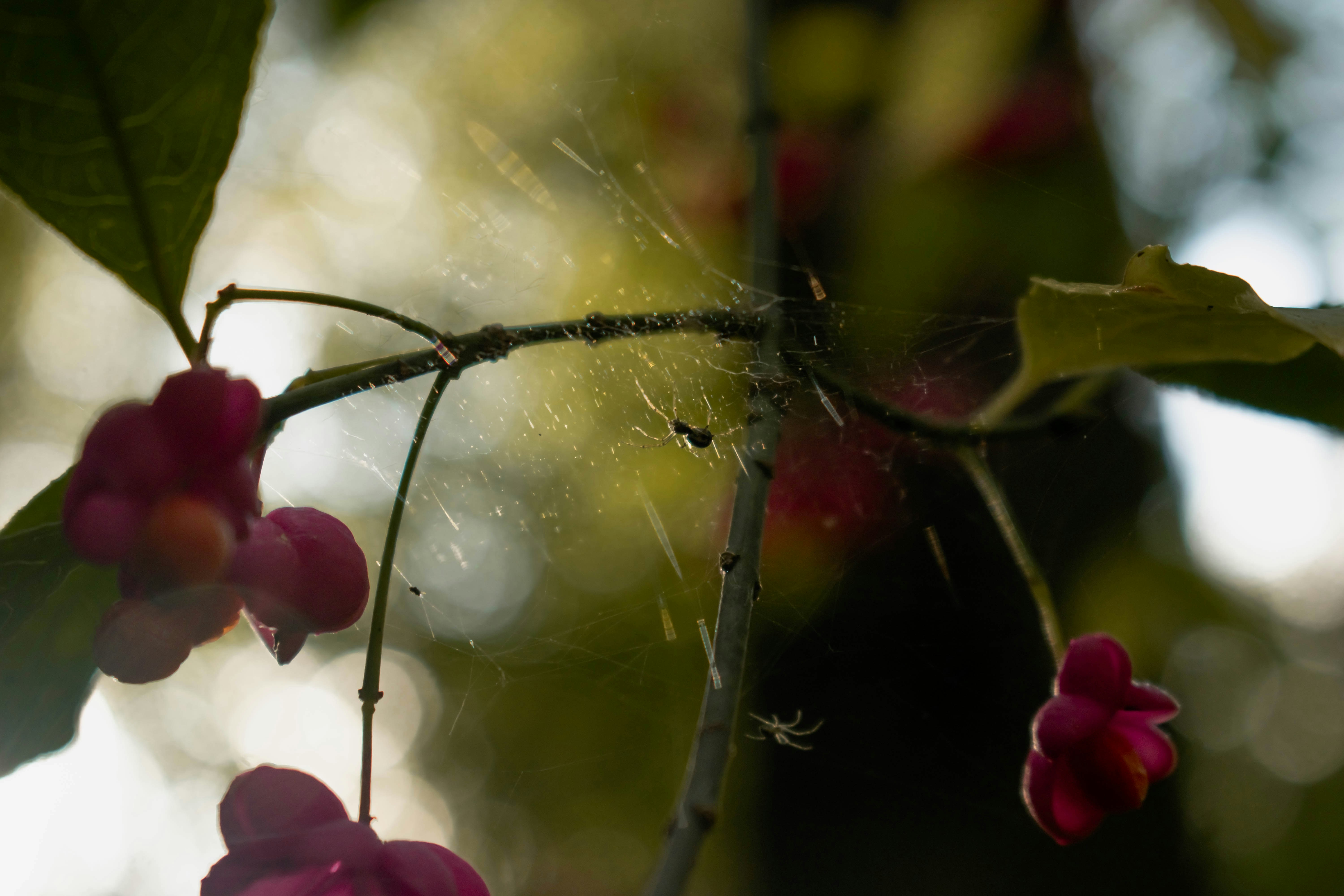 Silken Veil: A Spider's Corner in Dappled Light
