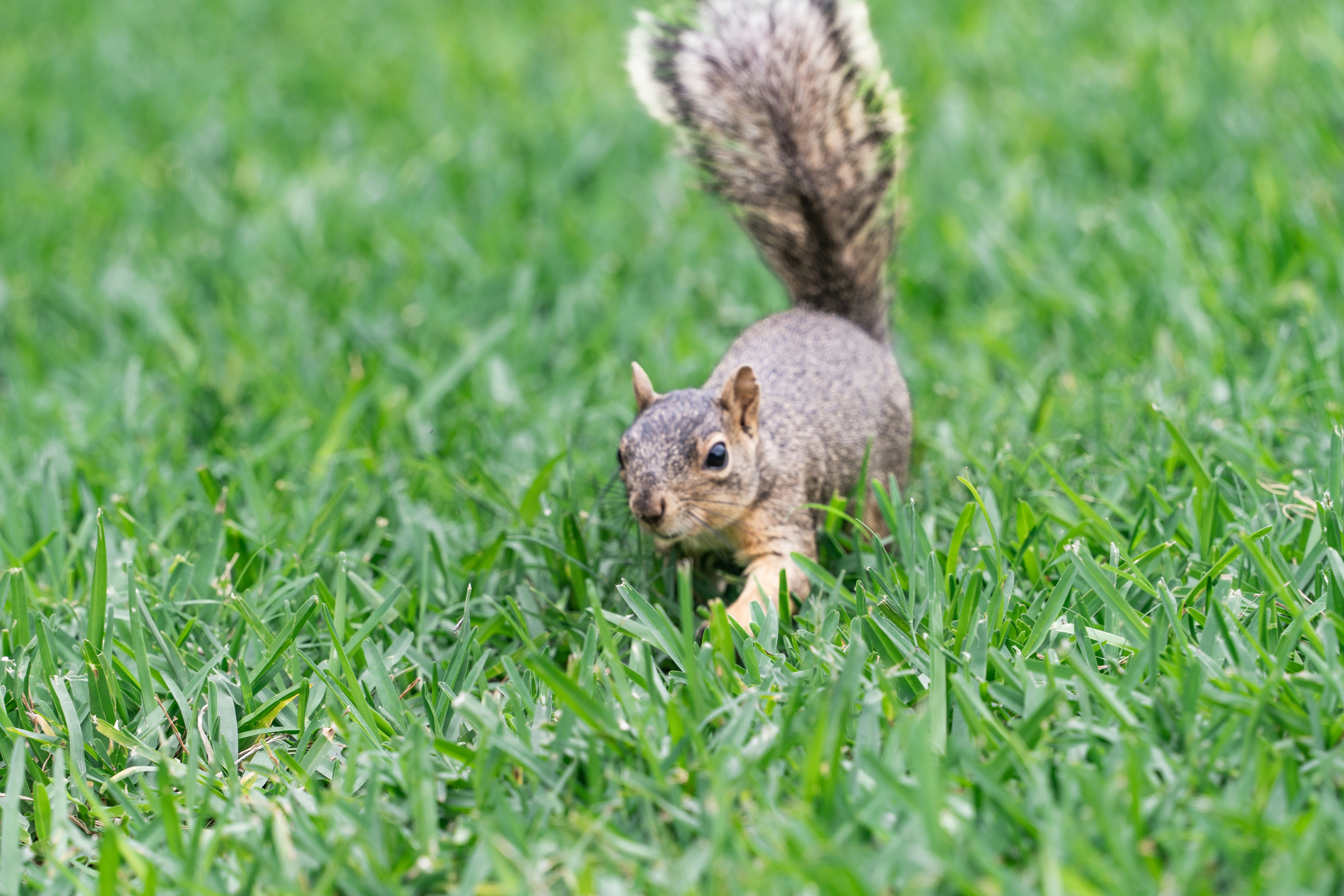 Sprinting Squirrel: A Moment of Grassland Pursuit