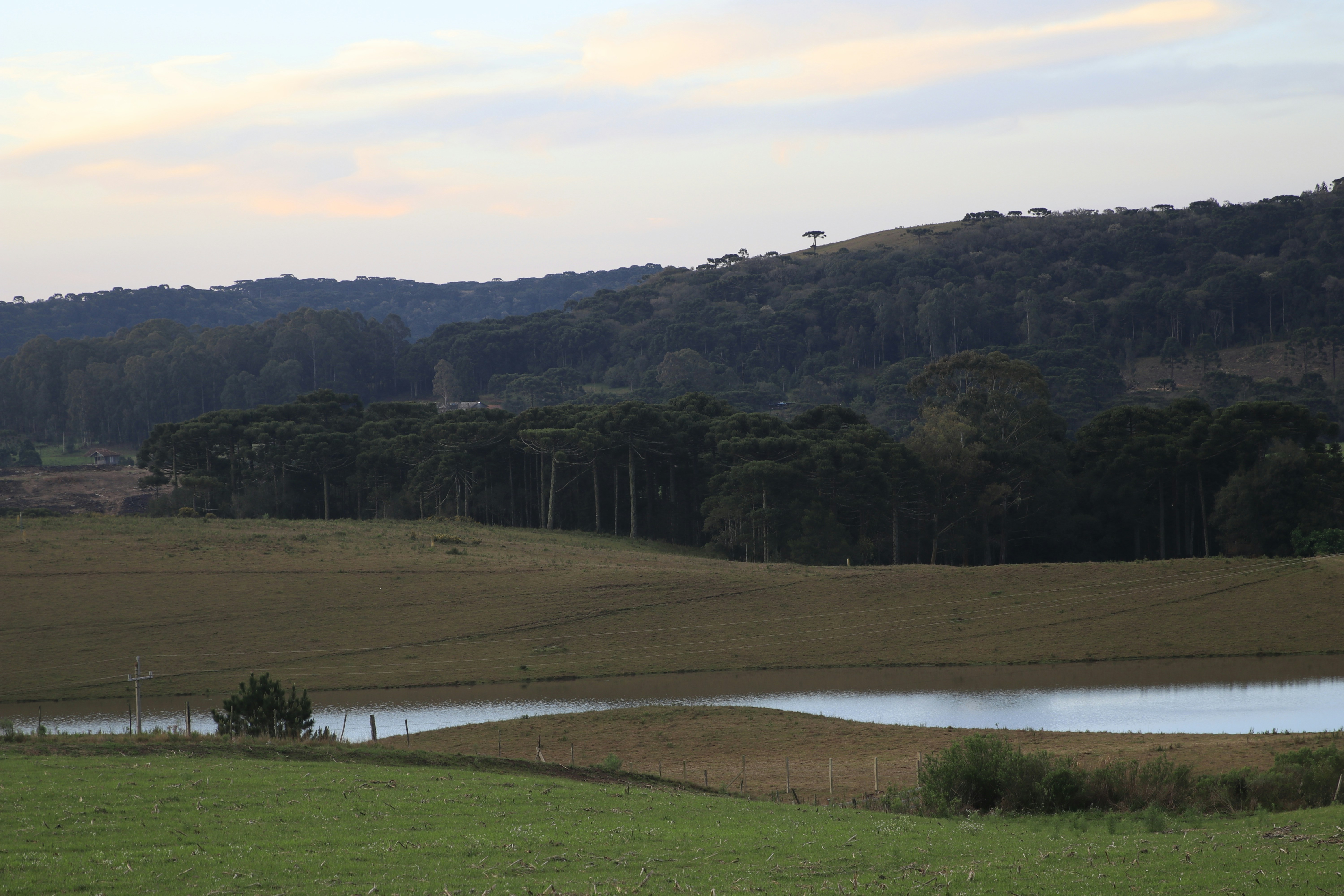 Horizon of Pines: Quiet Pasture Meets Looming Forest