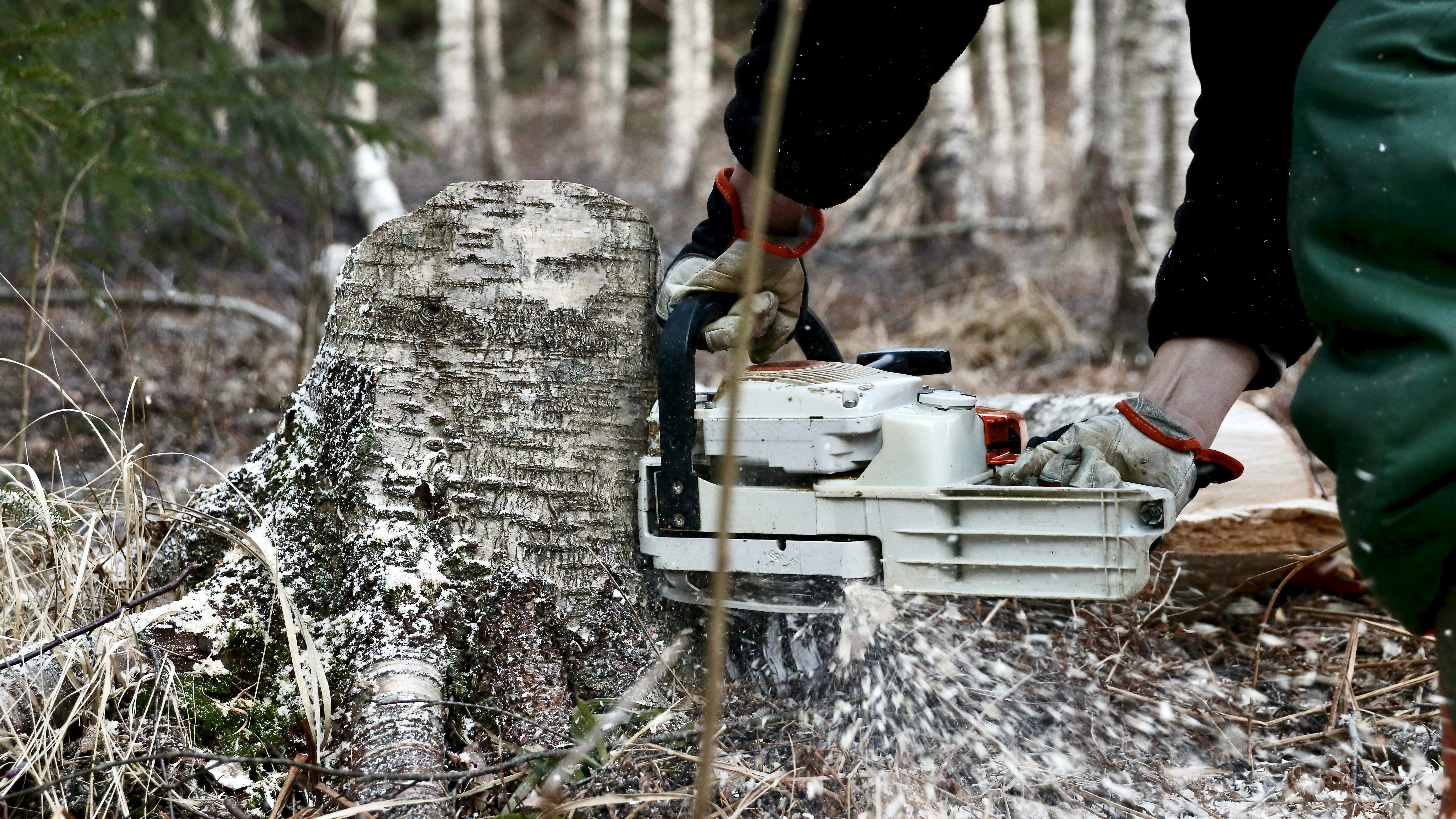 Chainsaw in the Woodland Edge: Quiet Protagonist of a Timber Cut
