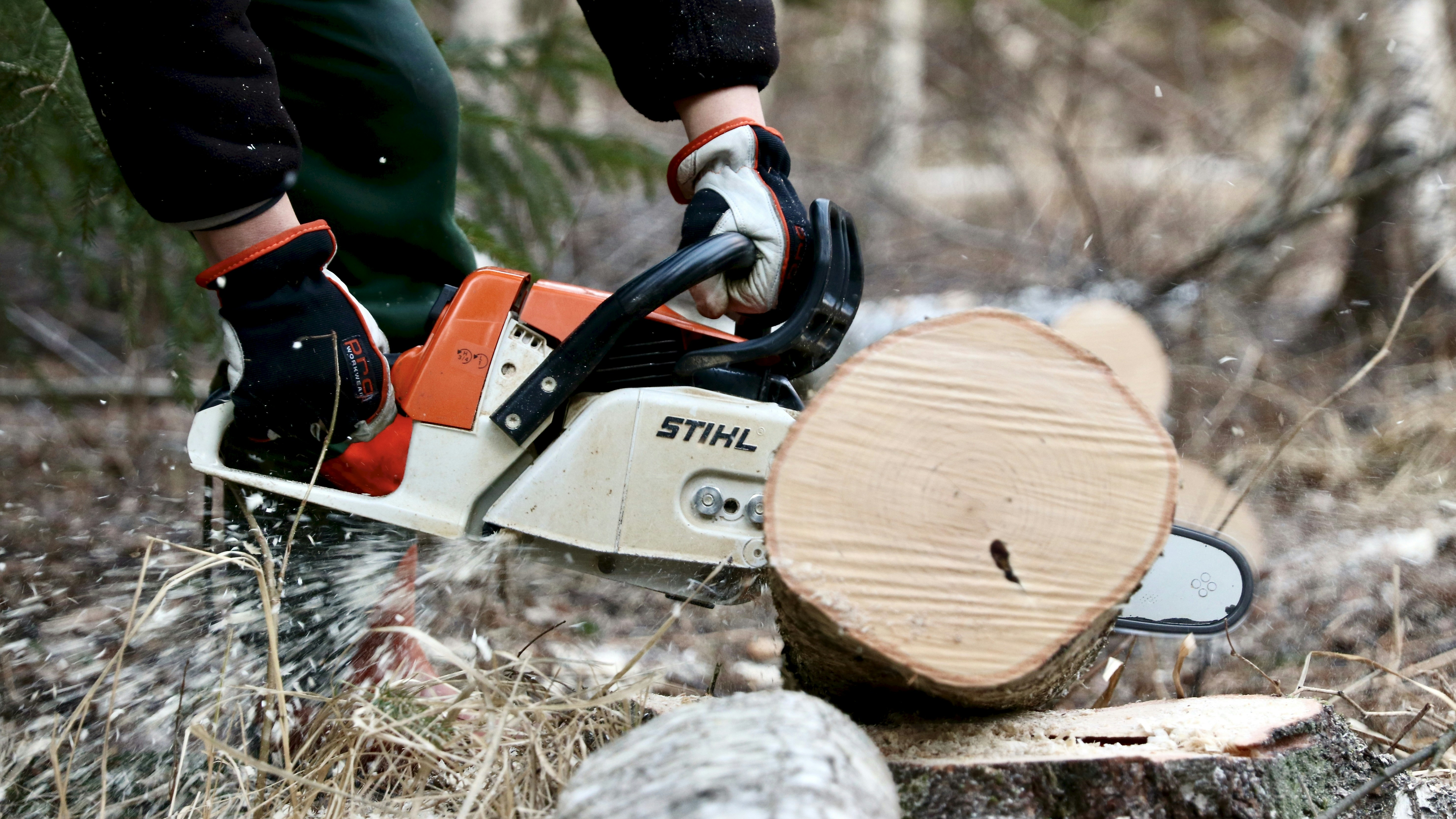 Slice of Cedar: The Chainsaw-driven Cut in a Quiet Clearing