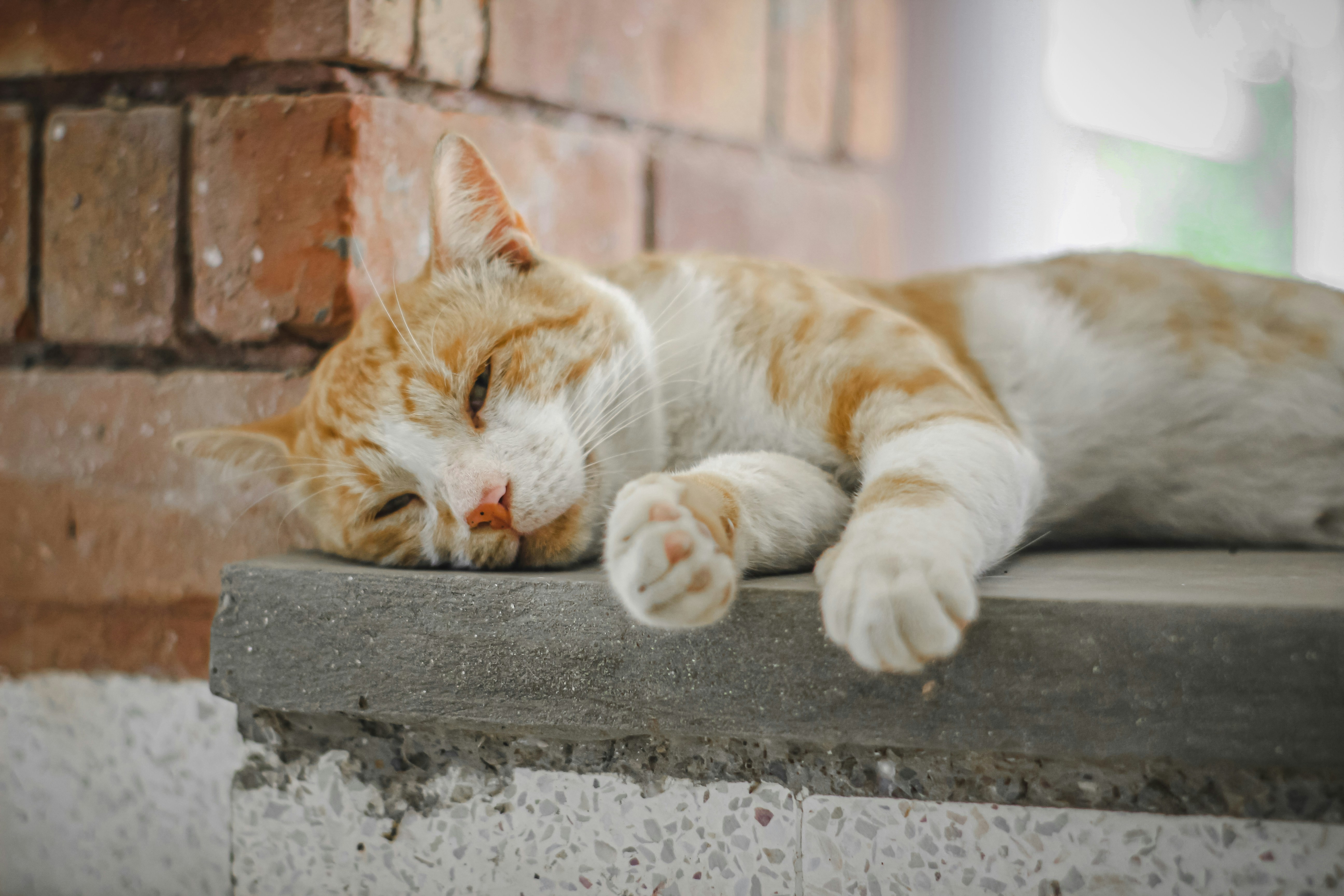 Amber Quiet: a Cat Napping on a Concrete Step