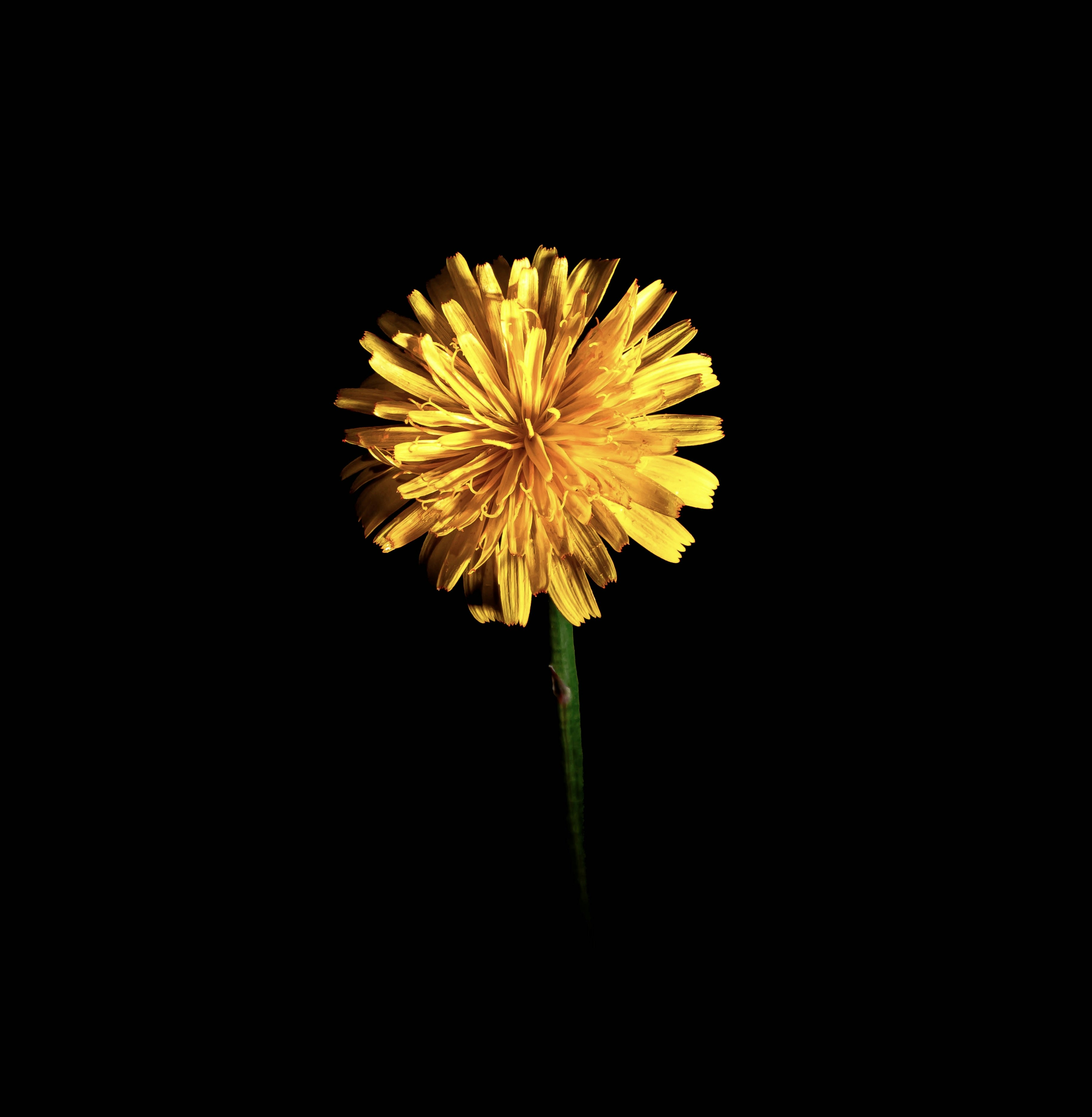 A single golden flower blooms from a slender stem against a black background, isolated to emphasize color and form. This is a close-up study focusing on the flower's radiating petals.