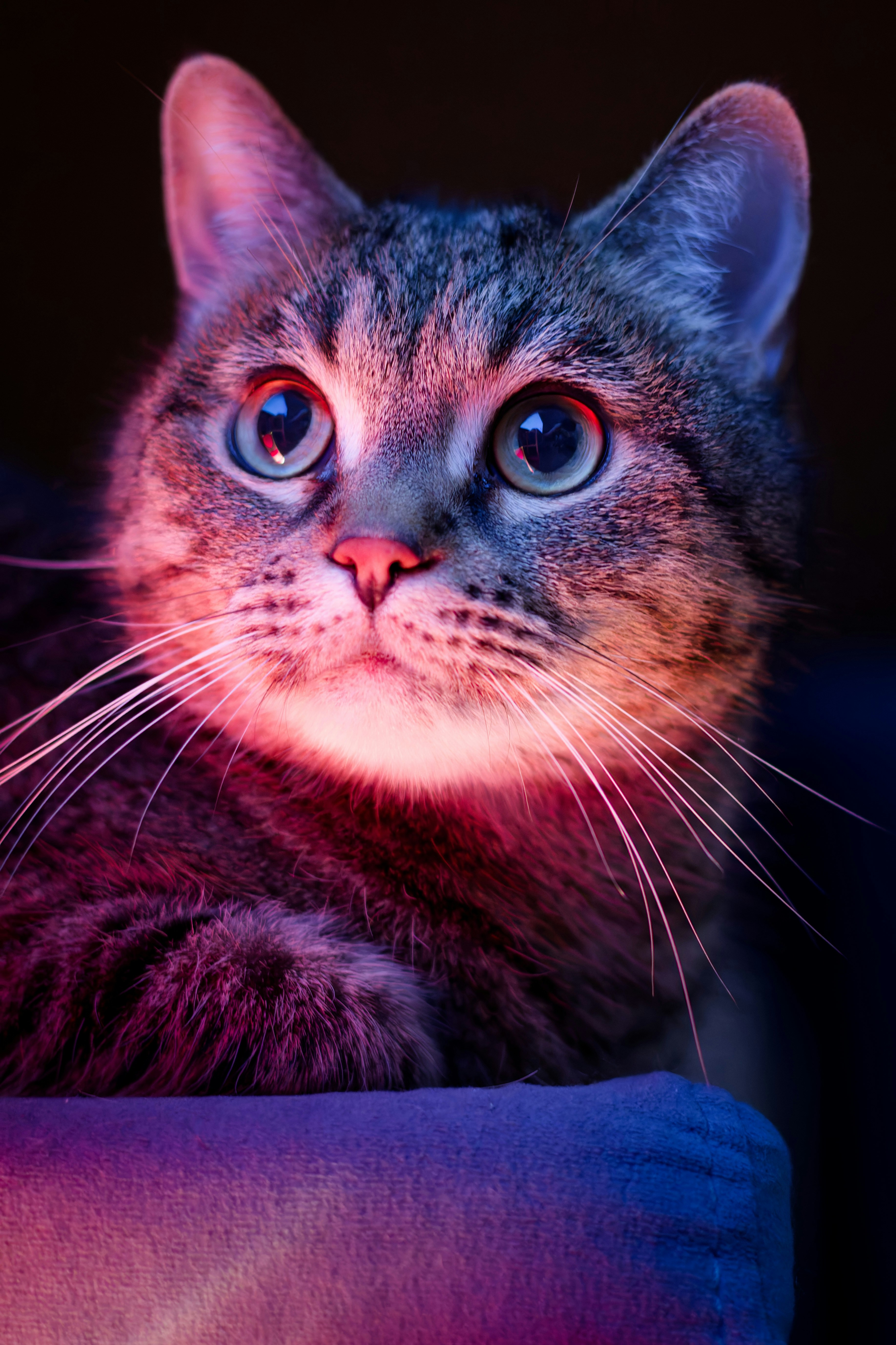 Blue-Eyed Gaze: A Catlit Portrait in Neon Poise