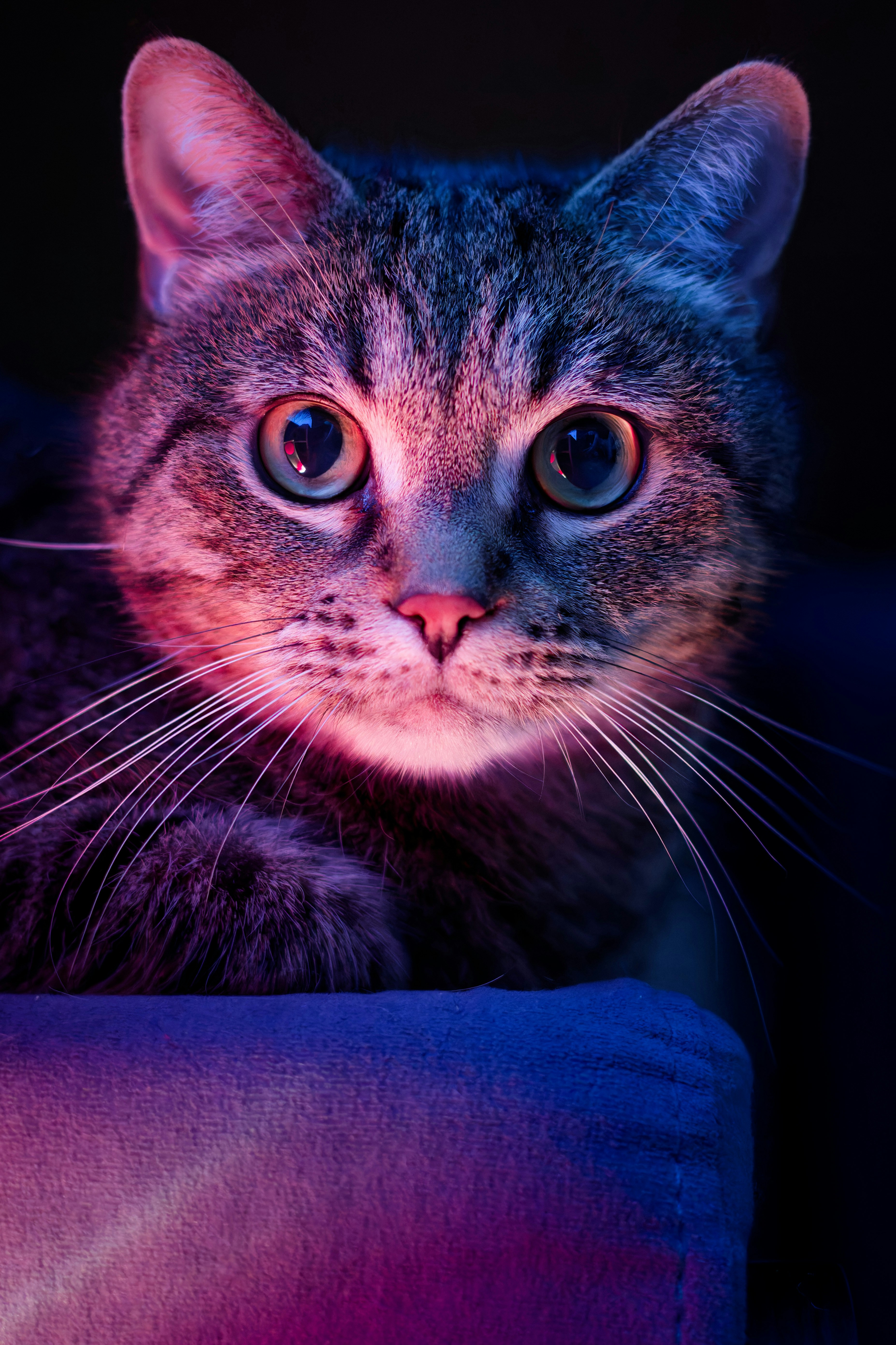 Neon-Gaze: A Catlit Portrait in Velvet Night