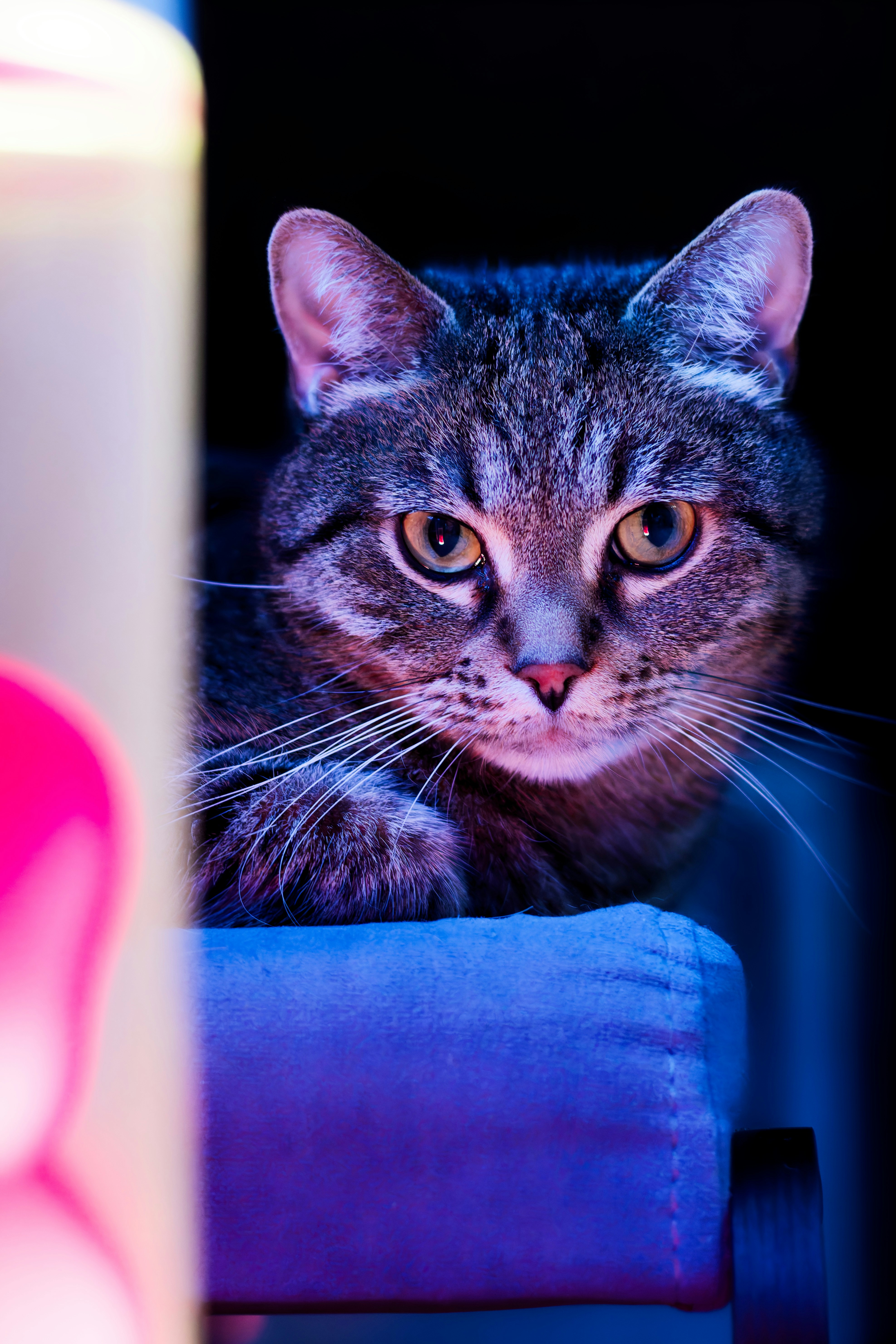 Curious Gaze from a Midnight-Lit Tabby