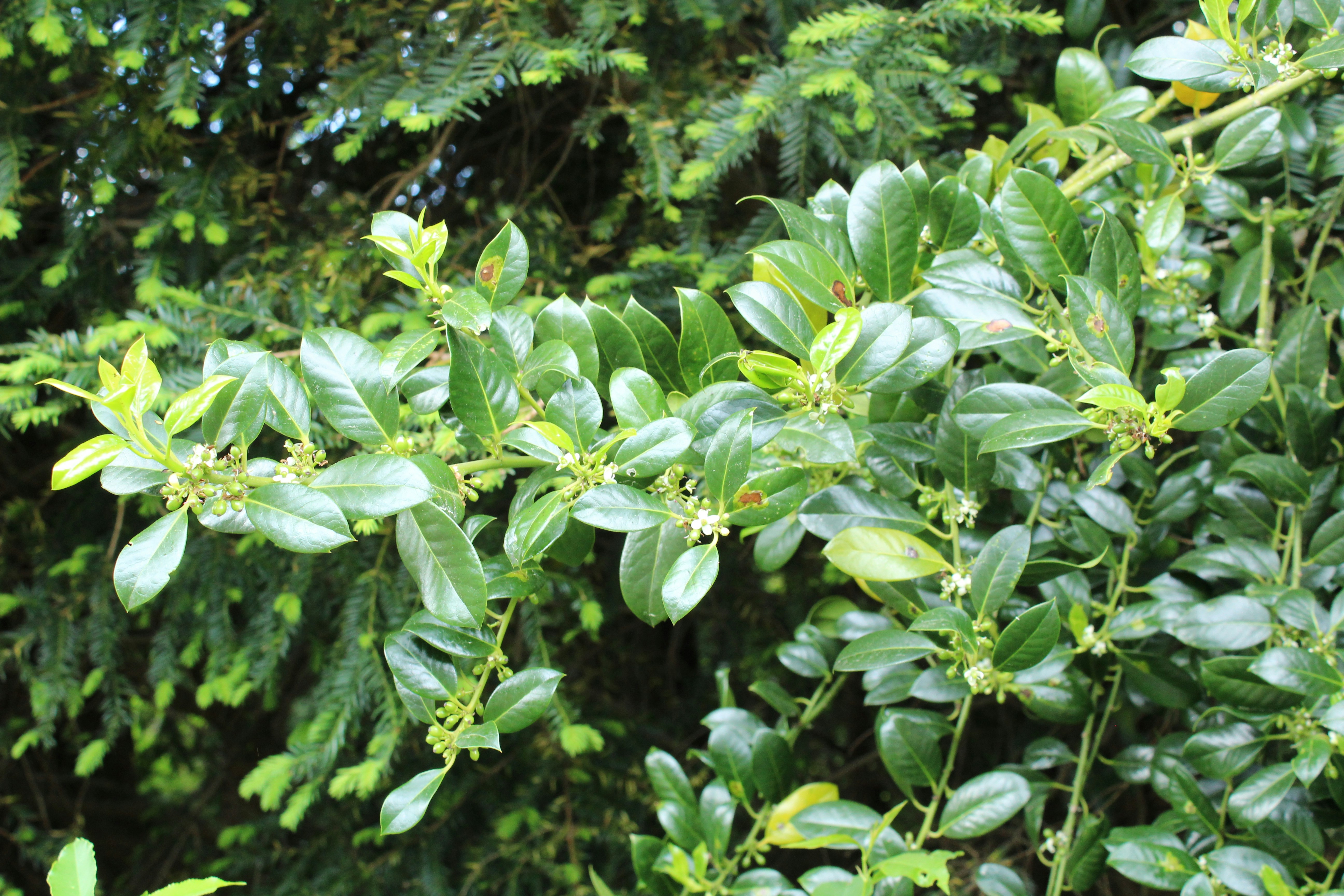 Vibrant Greenery with Glossy Leaves and Buds