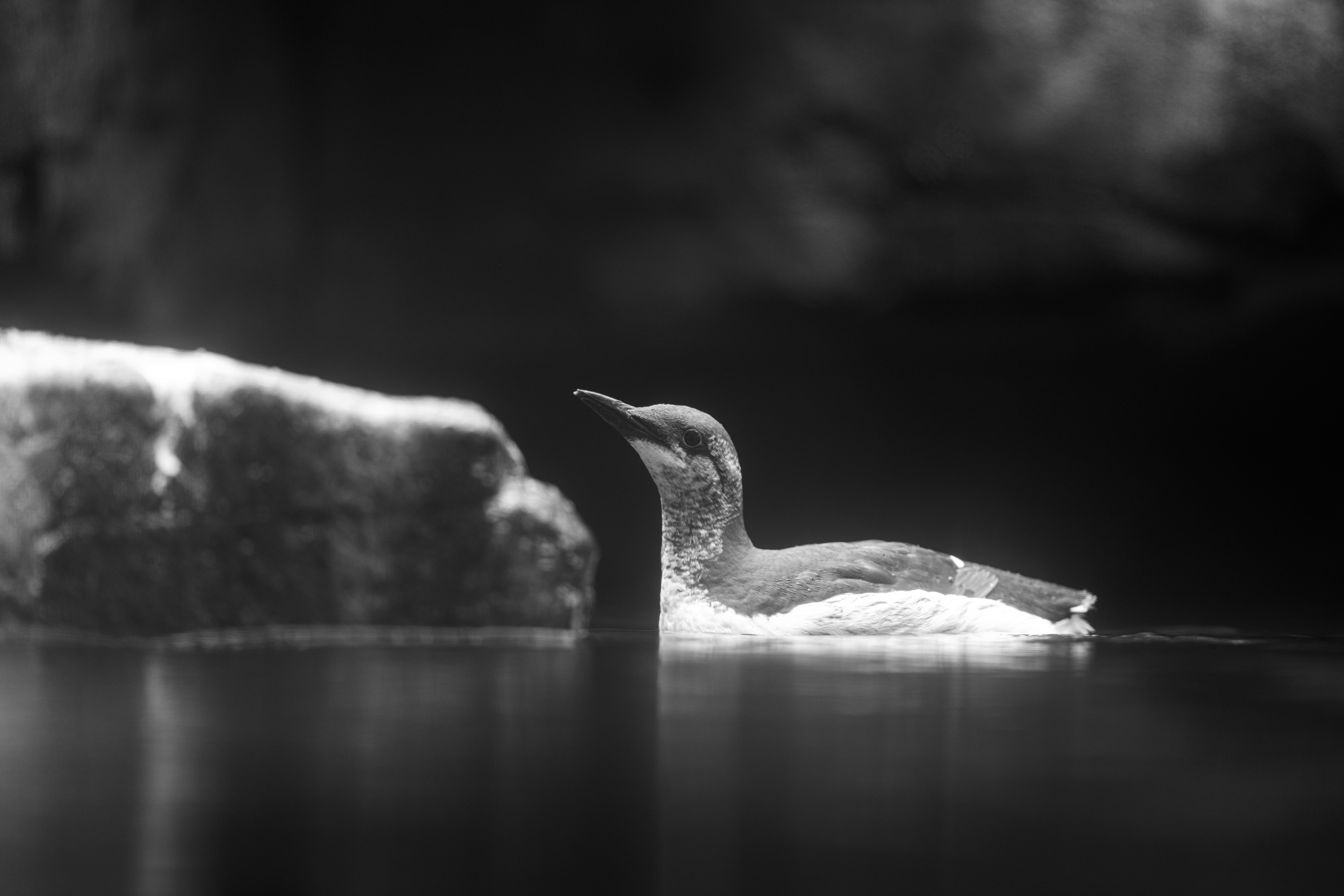 Silent Loafer: A Lone Duck Emerges from the Dark