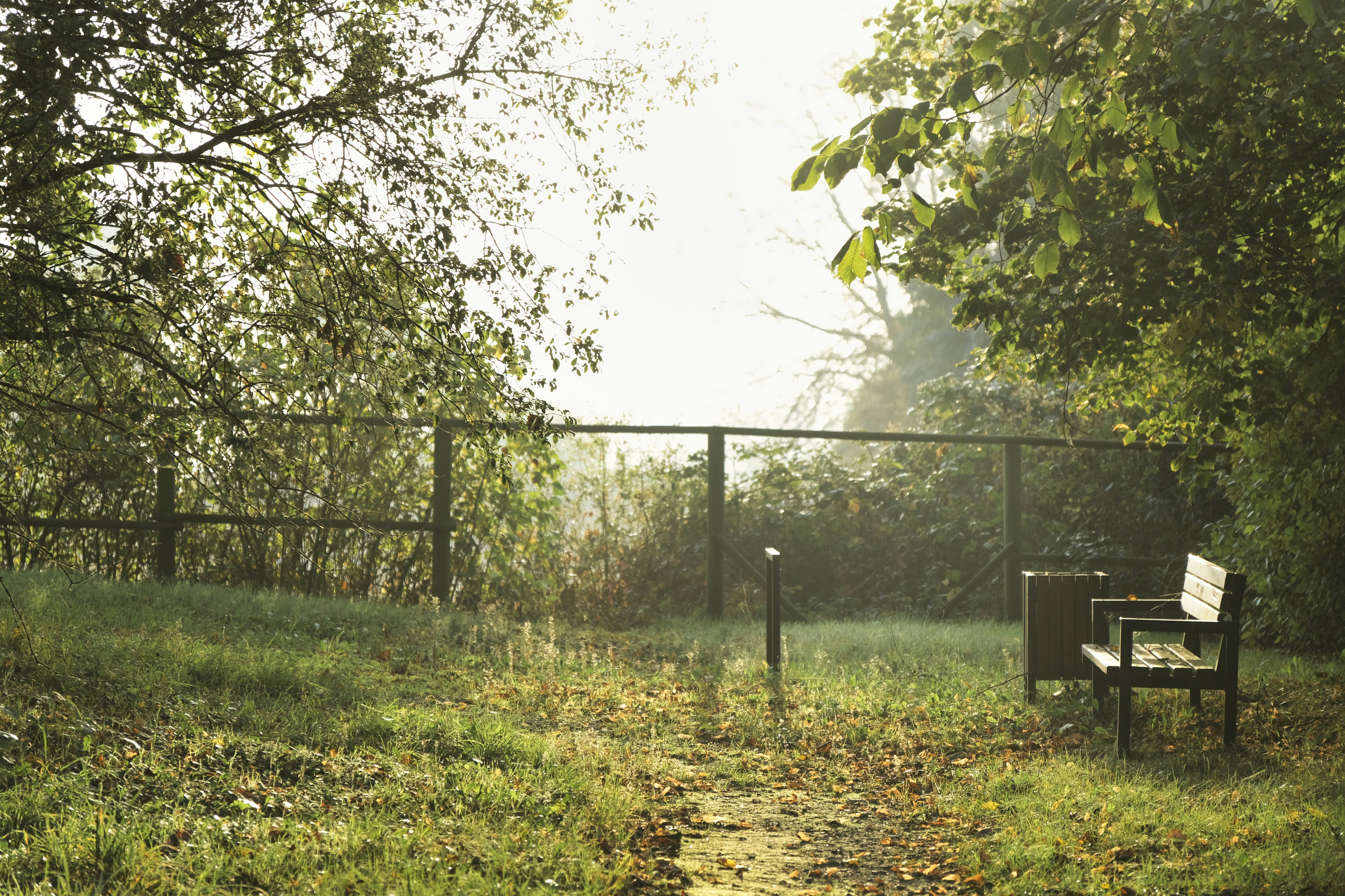 Morning Quiet: A Park Bench Beneath Dappled Light