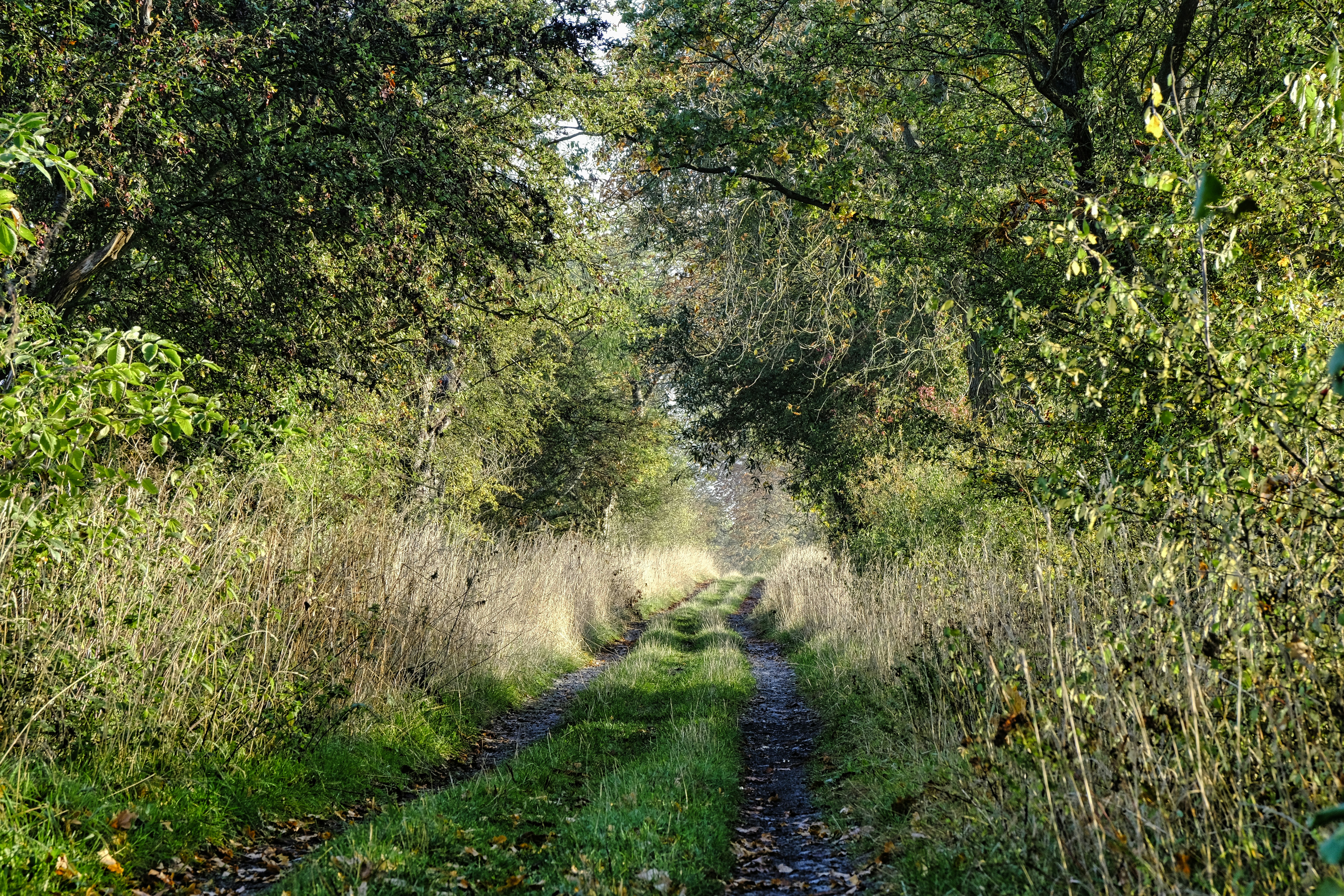 Overgrown Rail Bed: Sunlit Path Through a Quiet Hedgerow