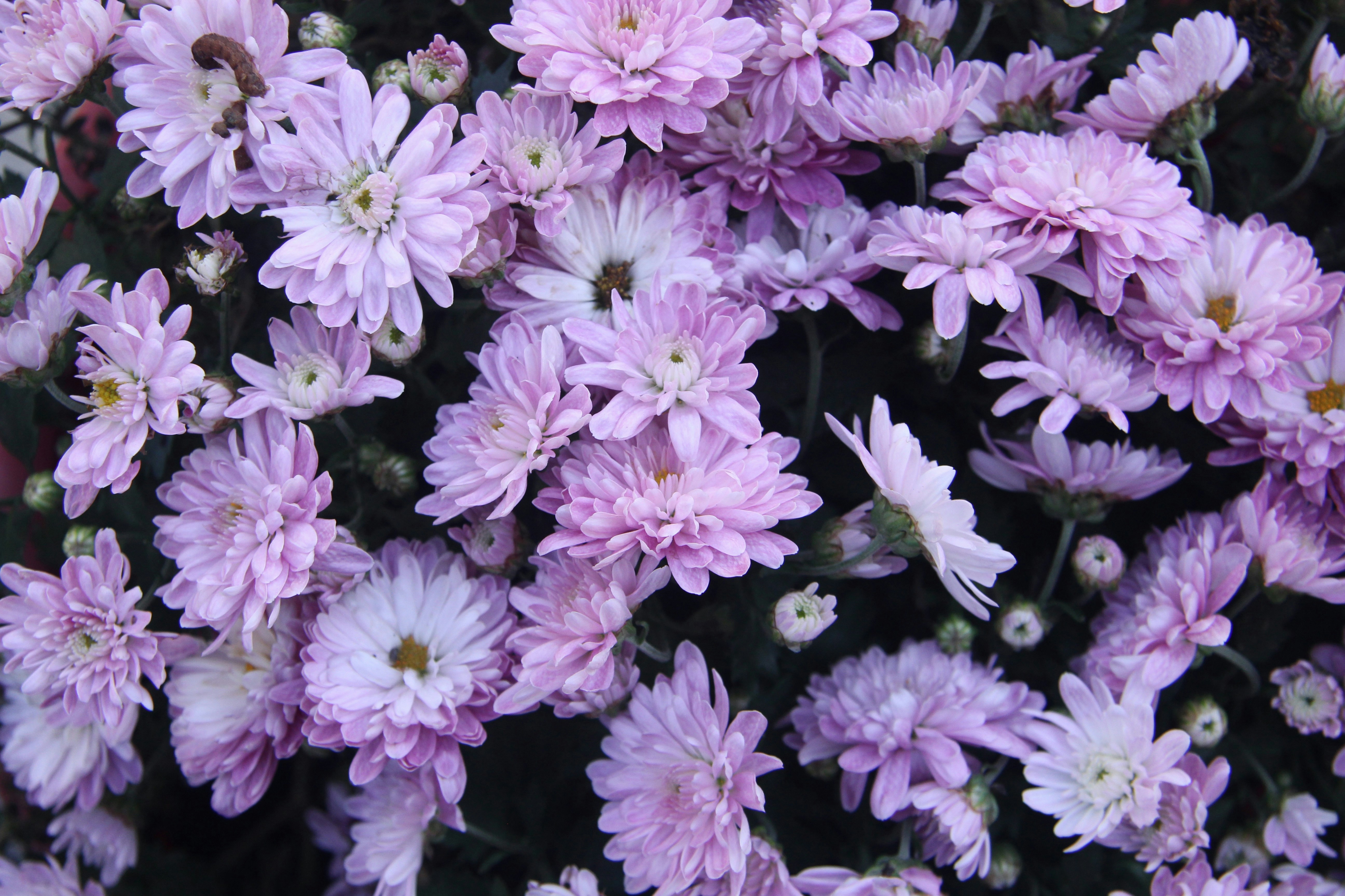 Soft Coral Bloom: Close-knit Pink Chrysanthemums