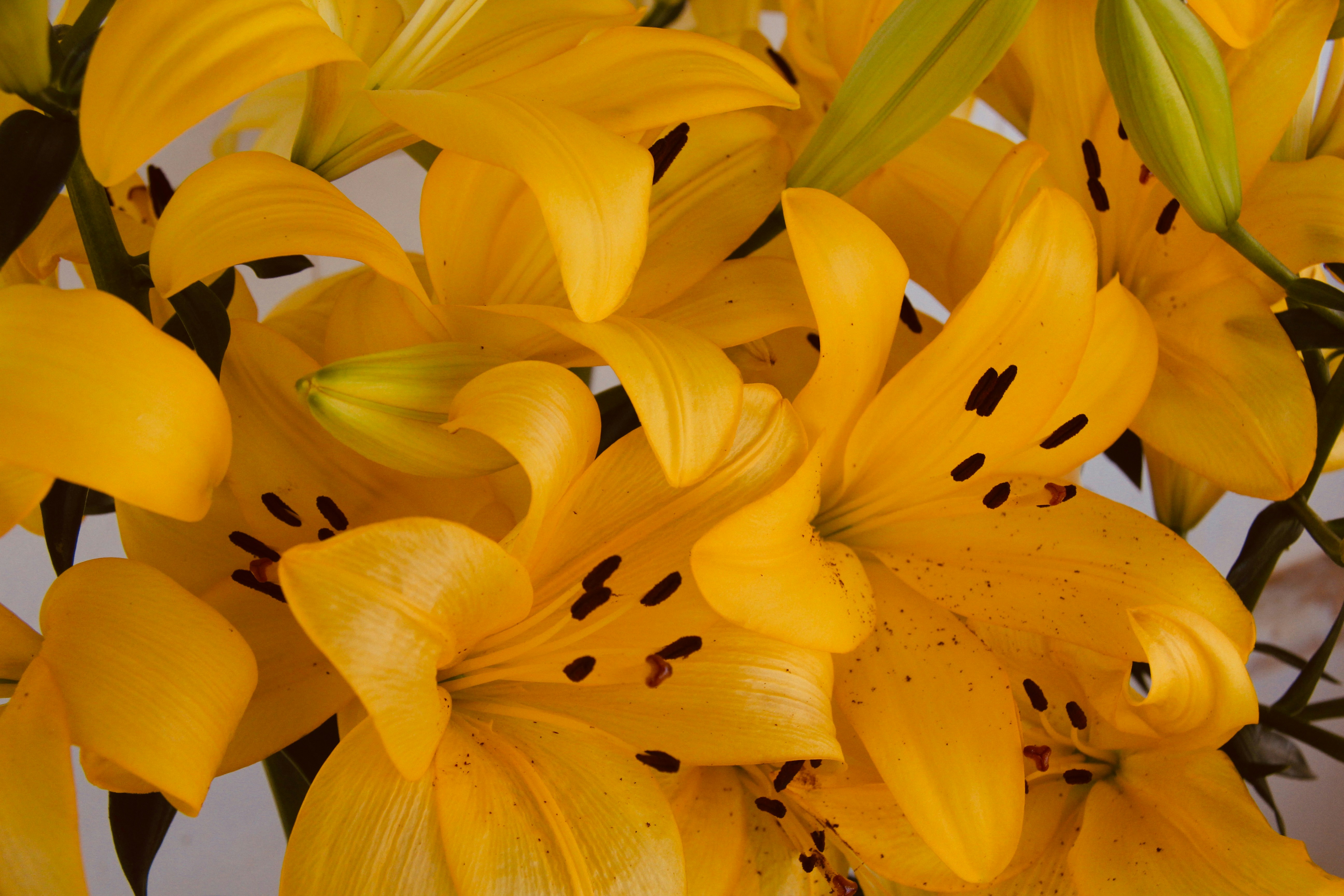 Sunlit Anthem: A Burst of Yellow Lily Petals