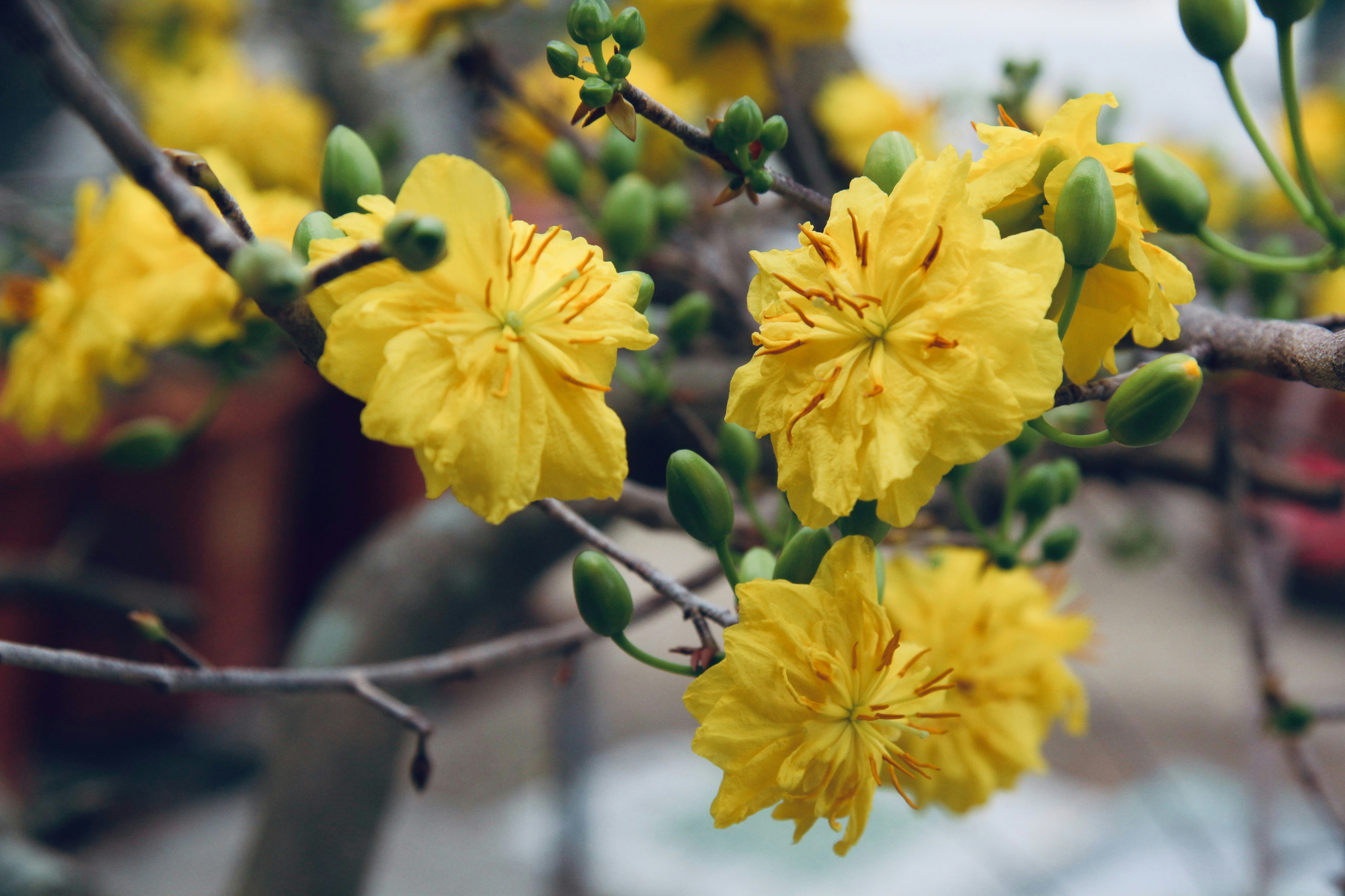Golden Blossoms on a Quiet Branch