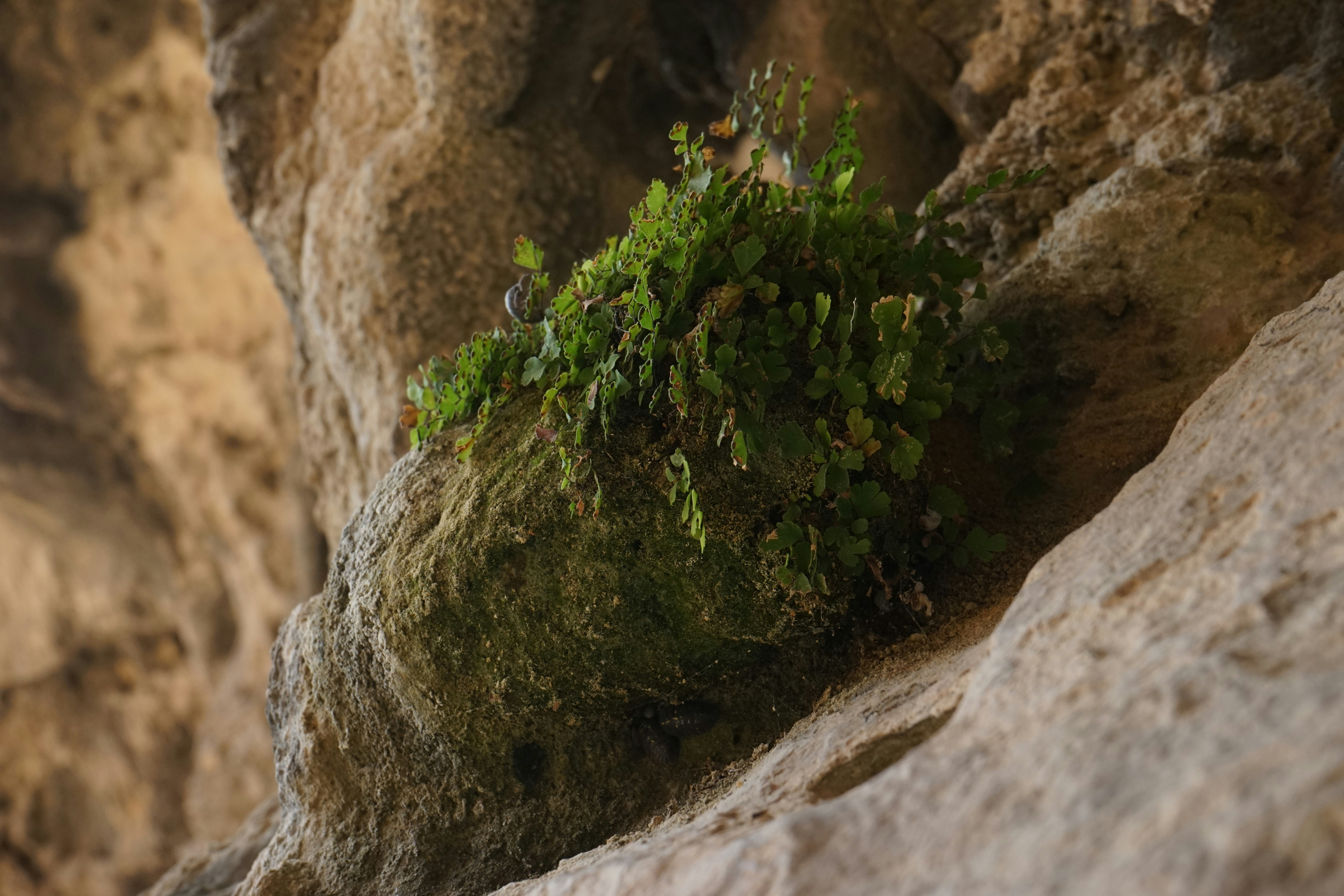 A lone tuft of greenery clinging to weathered rock