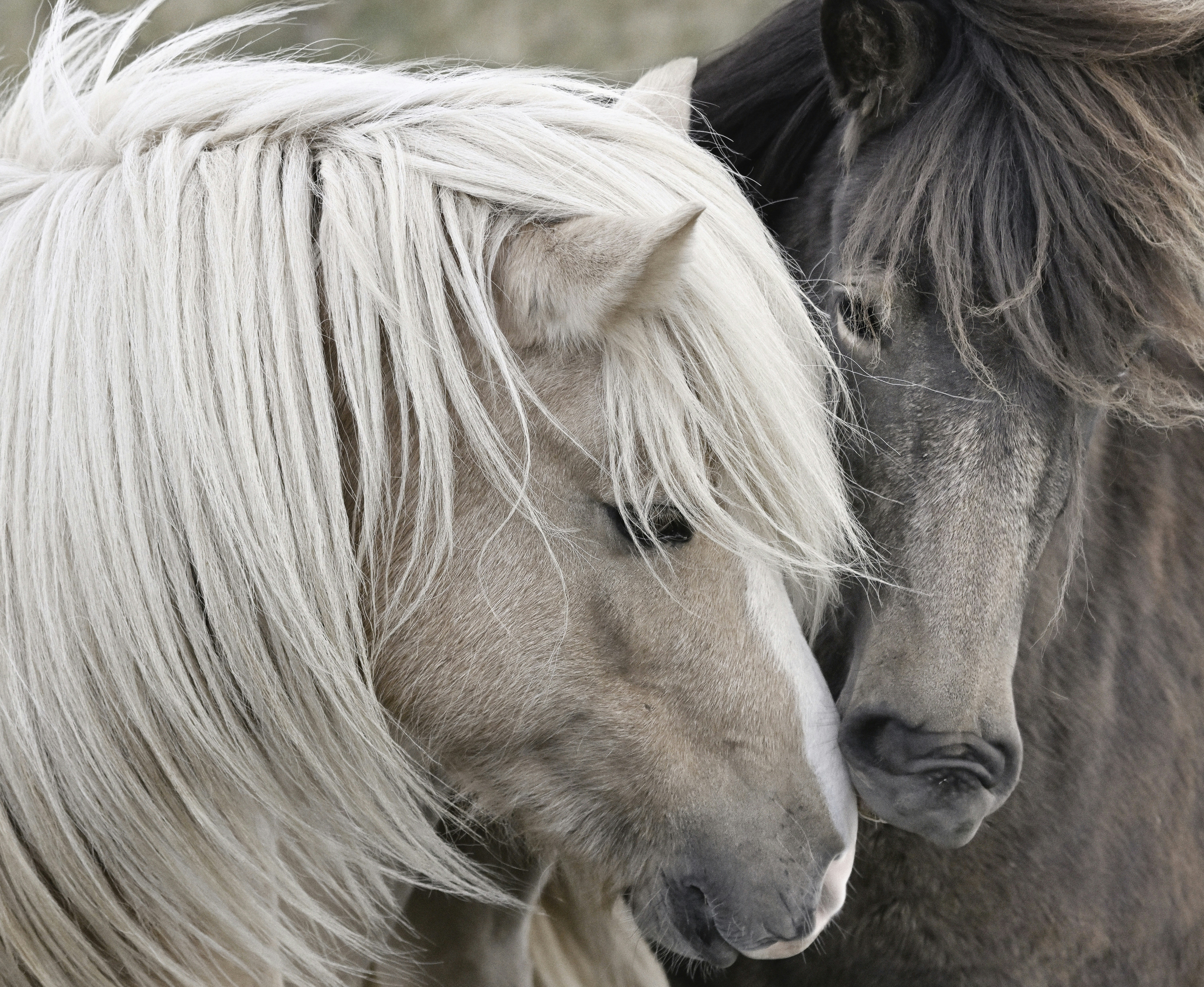 Whispering Ears: A Gentle Moment Between White and Gray