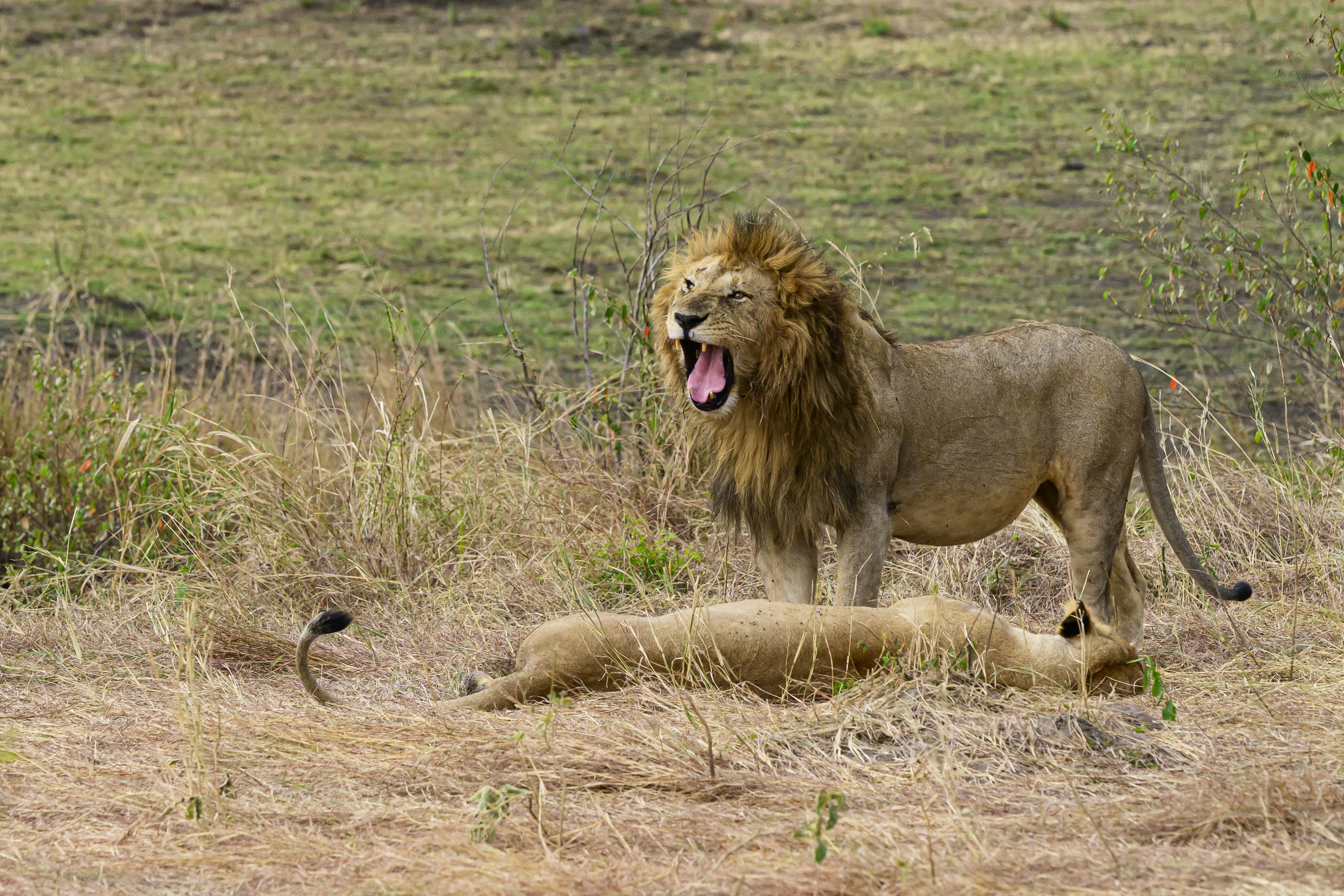 Royal Roar Over the Resting Prey
