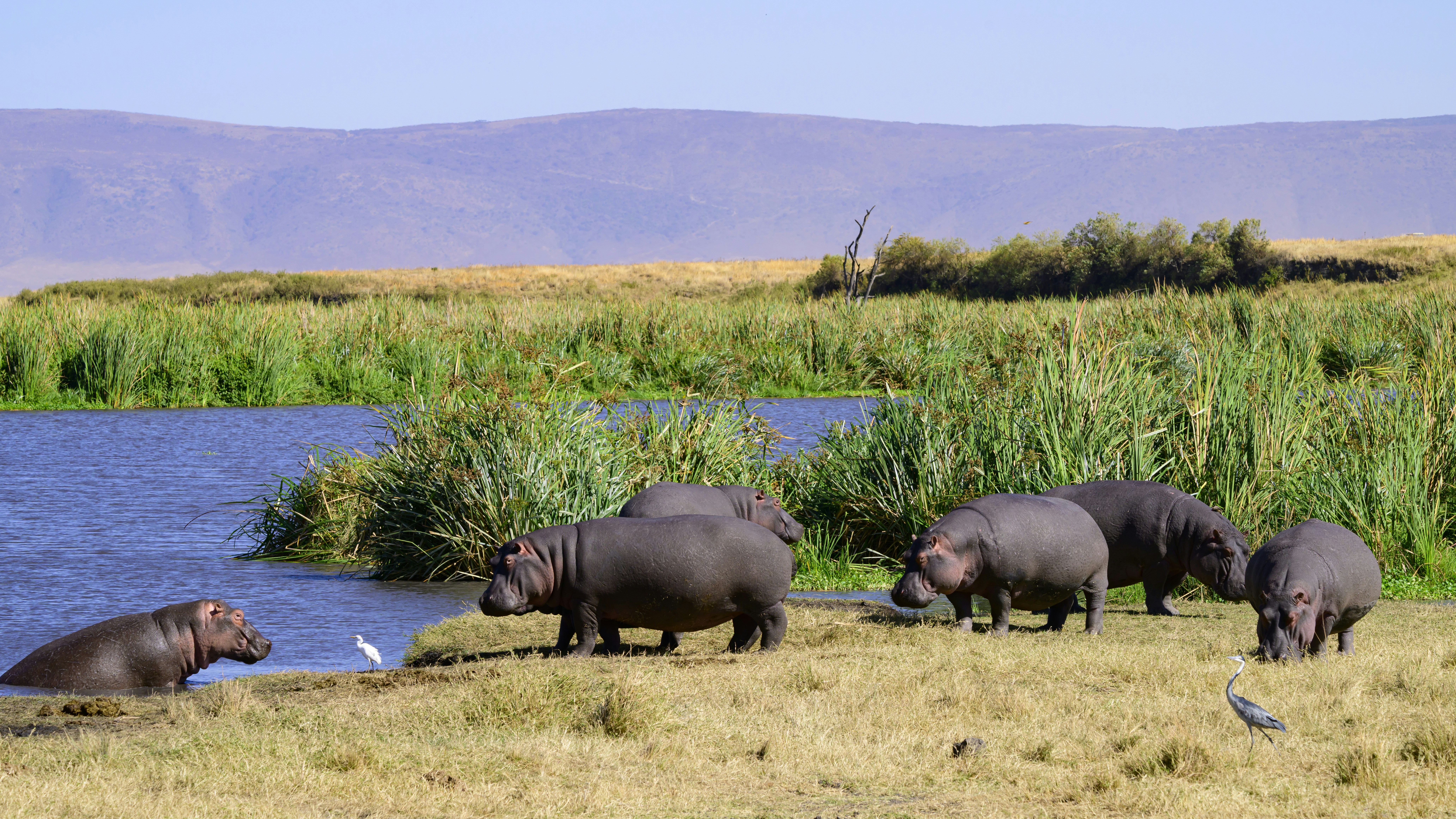 Huddle of Hippos at Water’s Edge Under a Wide Savannah Sky