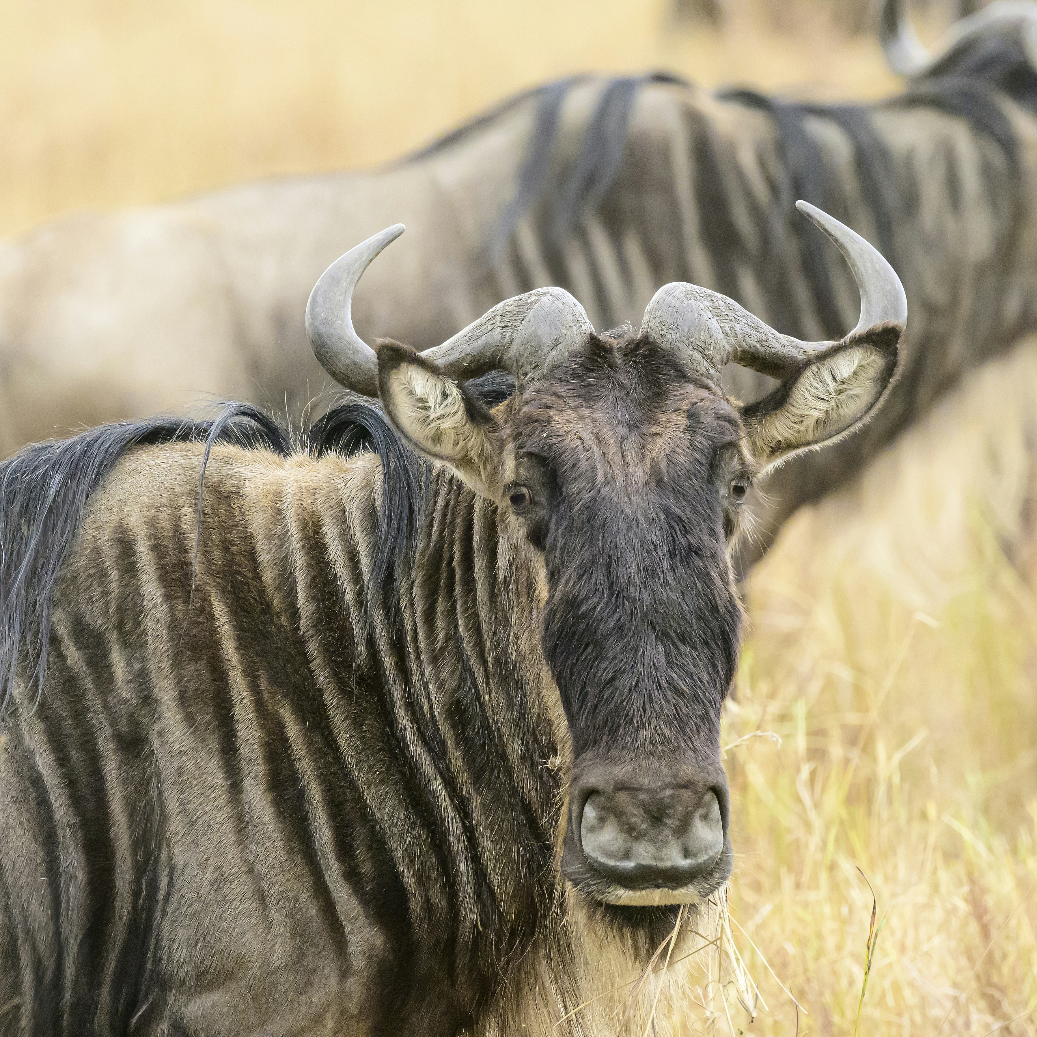 Herding gaze: a close giraffe-like wildebeest portrait in tall golden grass
