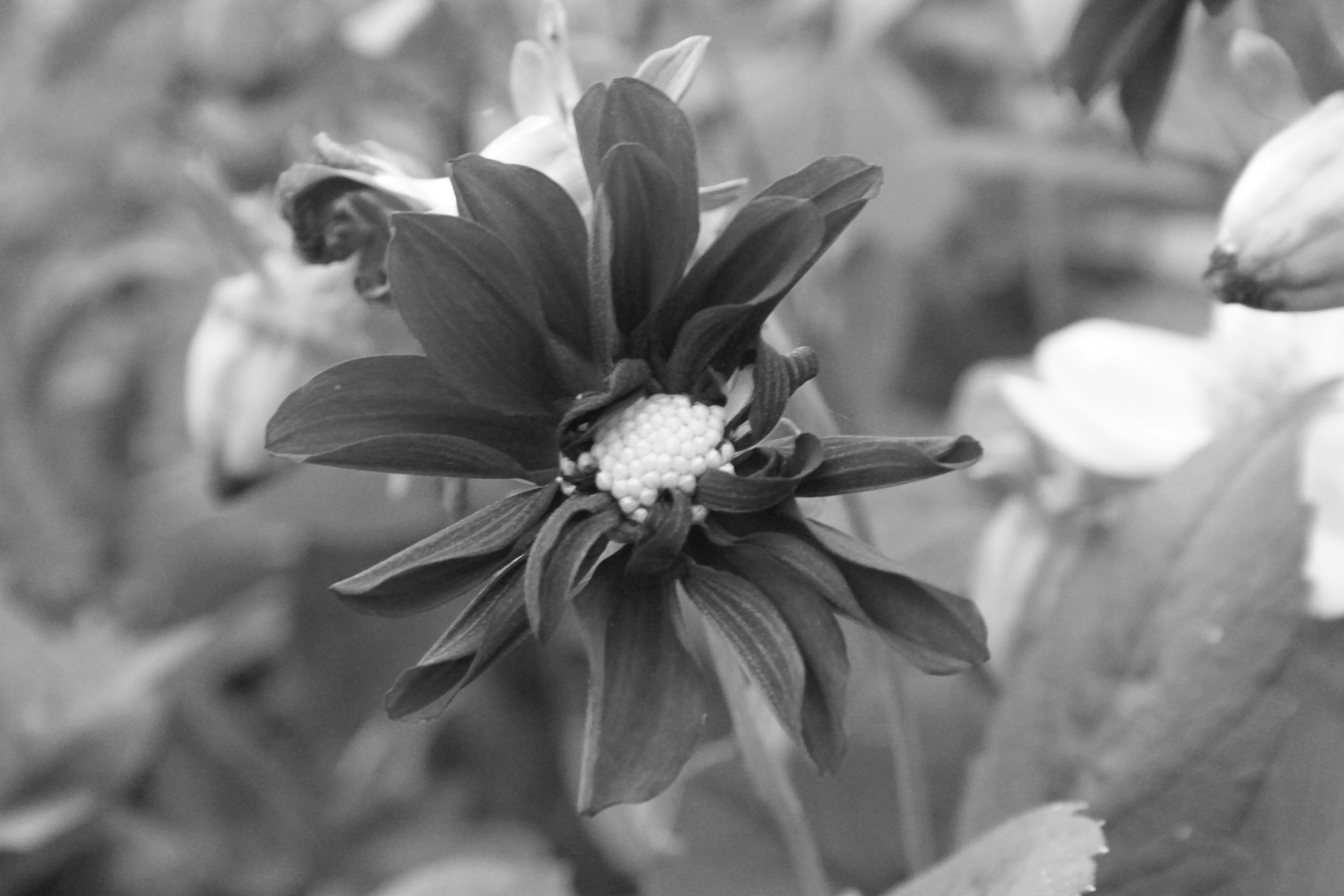 Monochrome close-up of a flower bloom with surrounding leaves blurred in the background, emphasizing texture and form for a soft, painterly look.