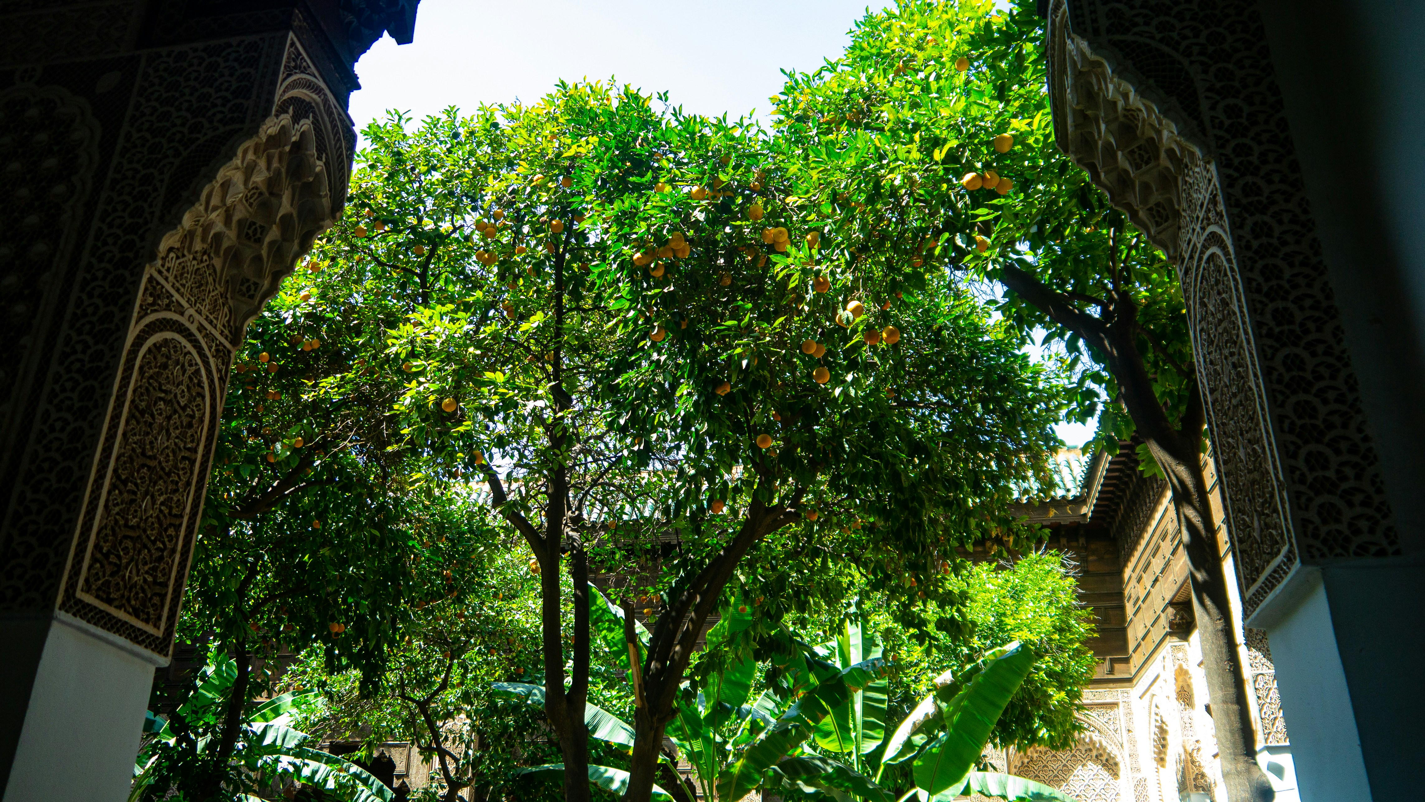 Sunlit Courtyard Frame: Trees Bloom Through Ornate Archways