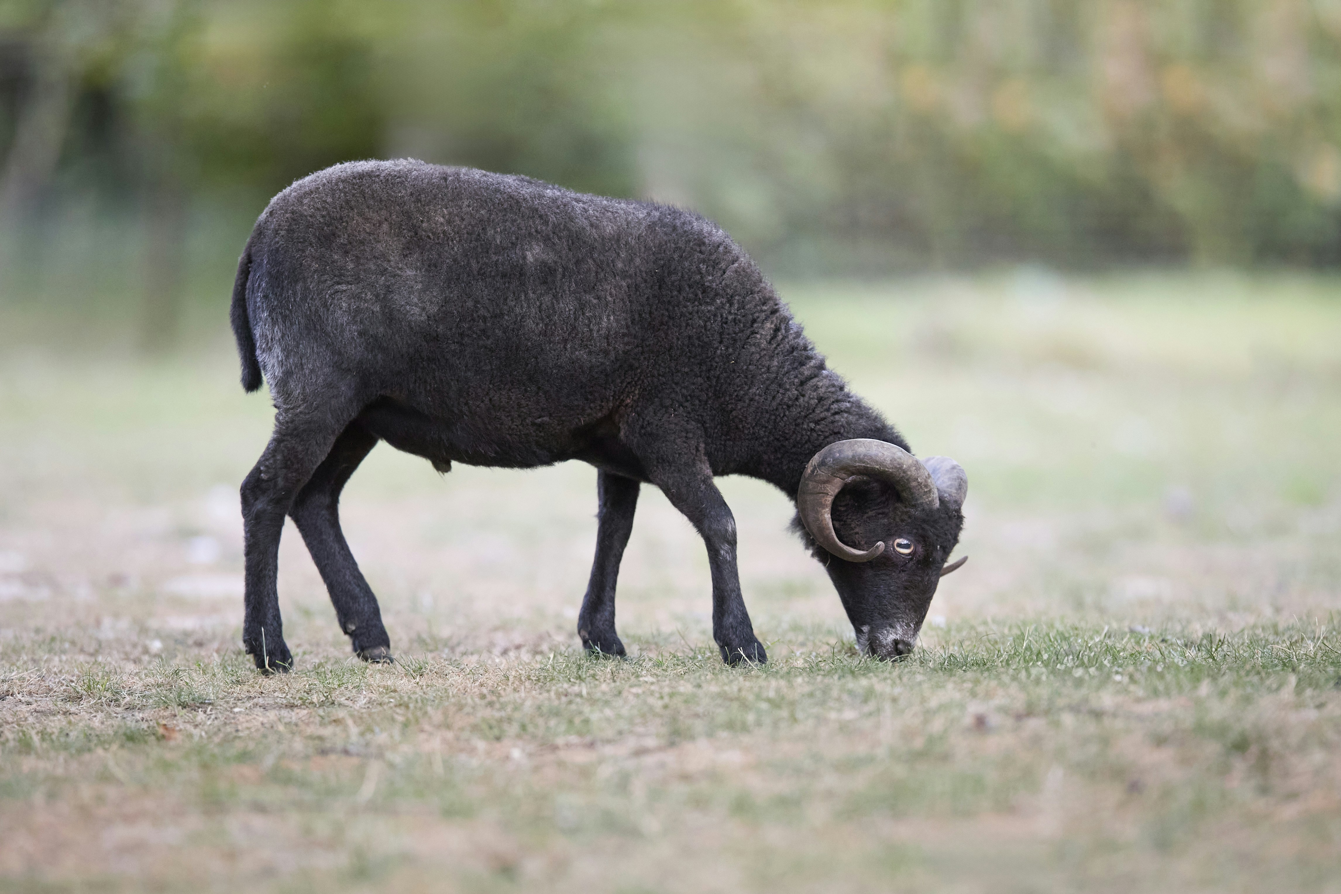 Grazing Bighorn in Quiet Pasture